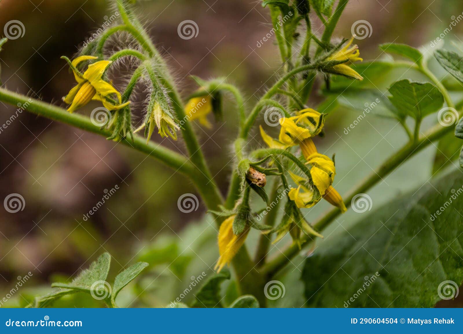 Detail of Blooming Tomato Flowe Stock Photo - Image of blooming, bloom ...