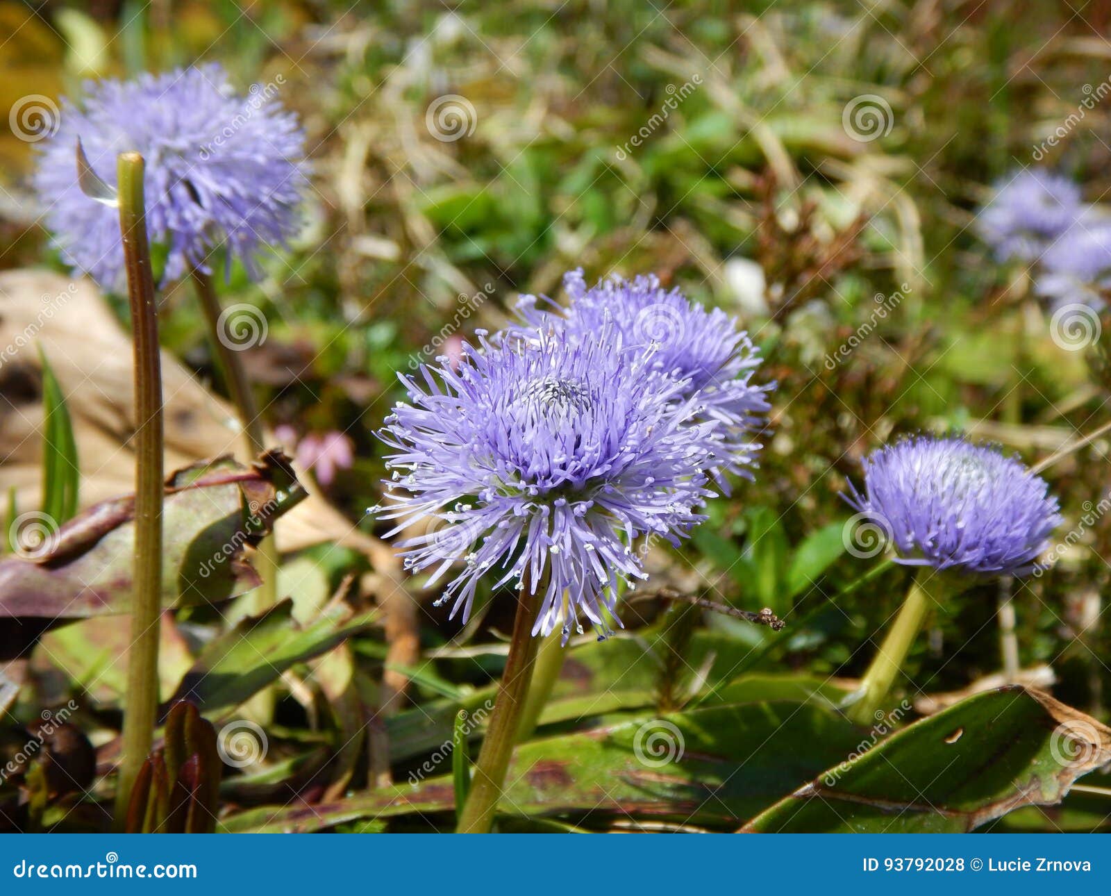 Detail of a Blue Alpine Flower Stock Photo - Image of forest, grow ...
