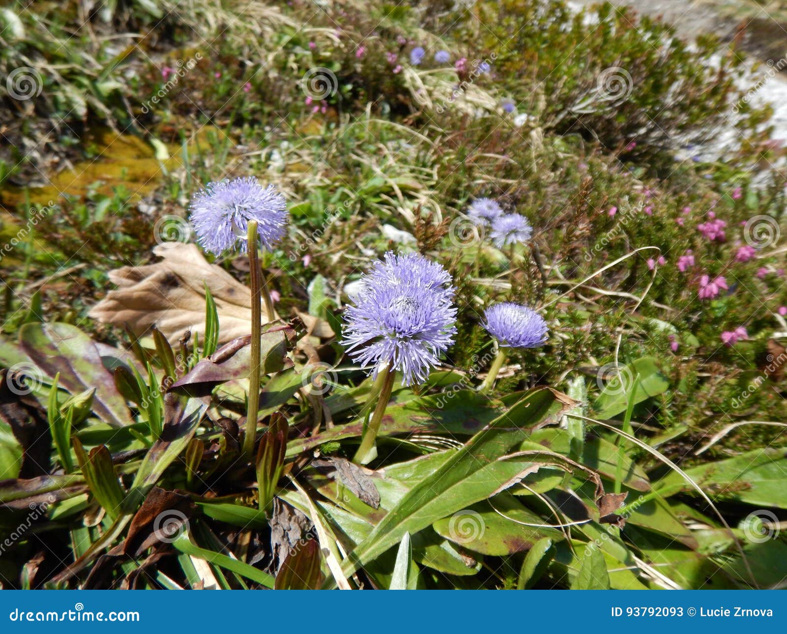 Detail of a Blue Alpine Flower Stock Image - Image of grow, mountain ...