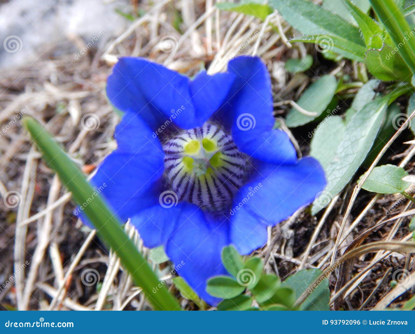 Detail of a Blue Alpine Flower Stock Photo - Image of flower, green ...