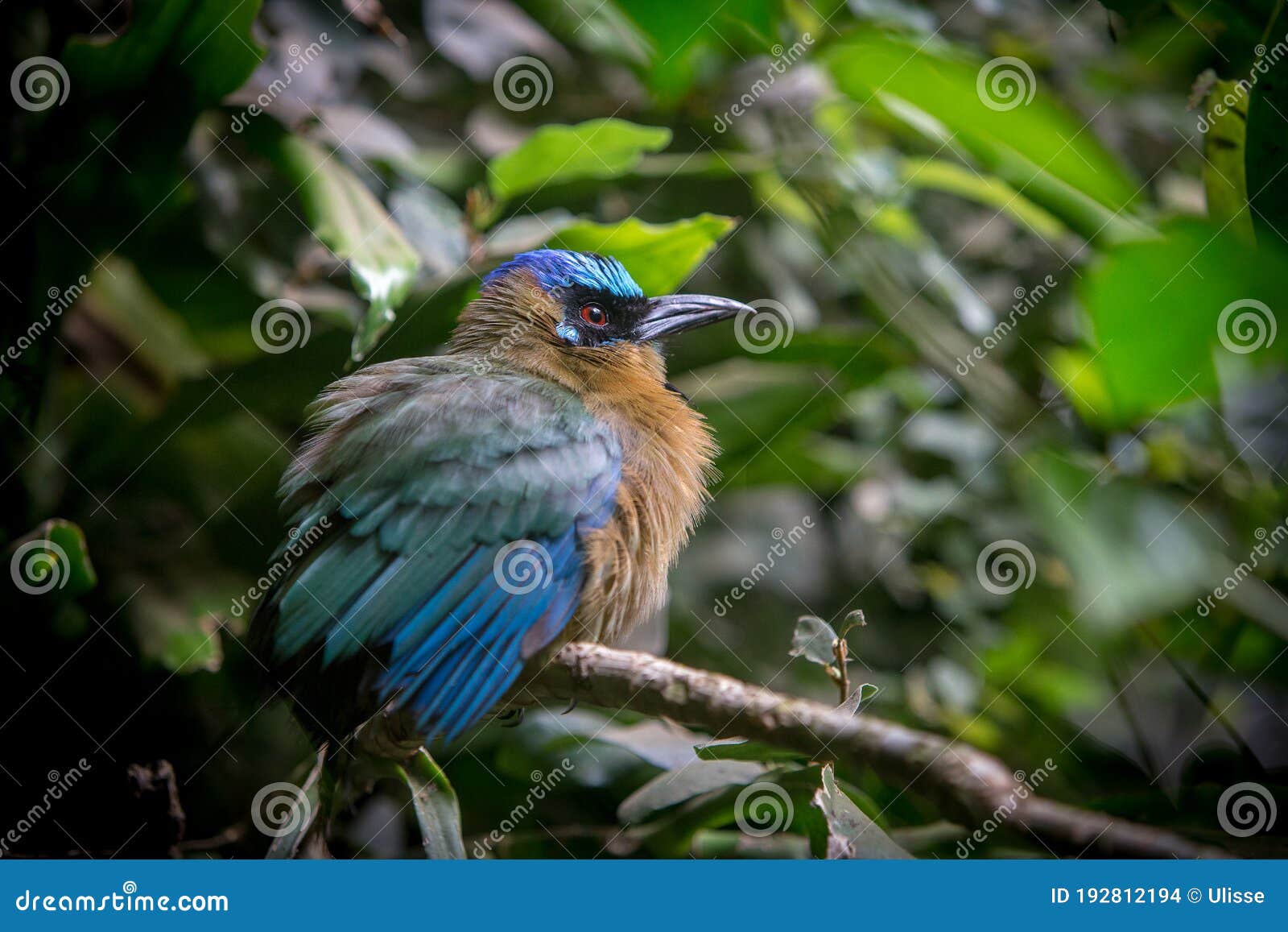 Blue bird in nature stock photo. Image of european, colorful - 192812194