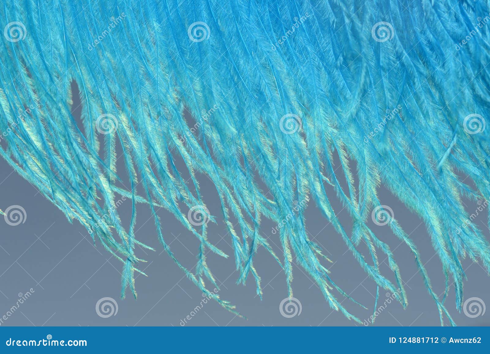 Ostrich Feathers Skin For Pattern Stock Image | CartoonDealer.com ...