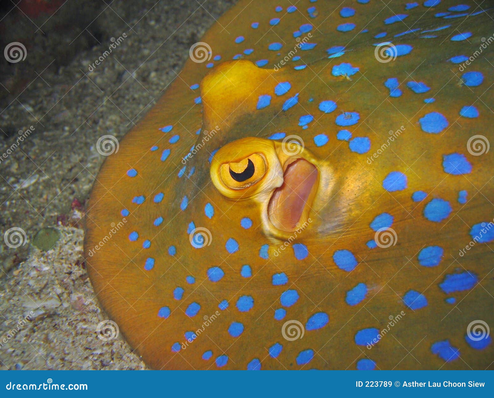Detail - Blue Spotted Stingray Stock Image - Image of aquatic, detail ... Detail - Blue Spotted Stingray Stock Image - Image of aquatic, detail ...