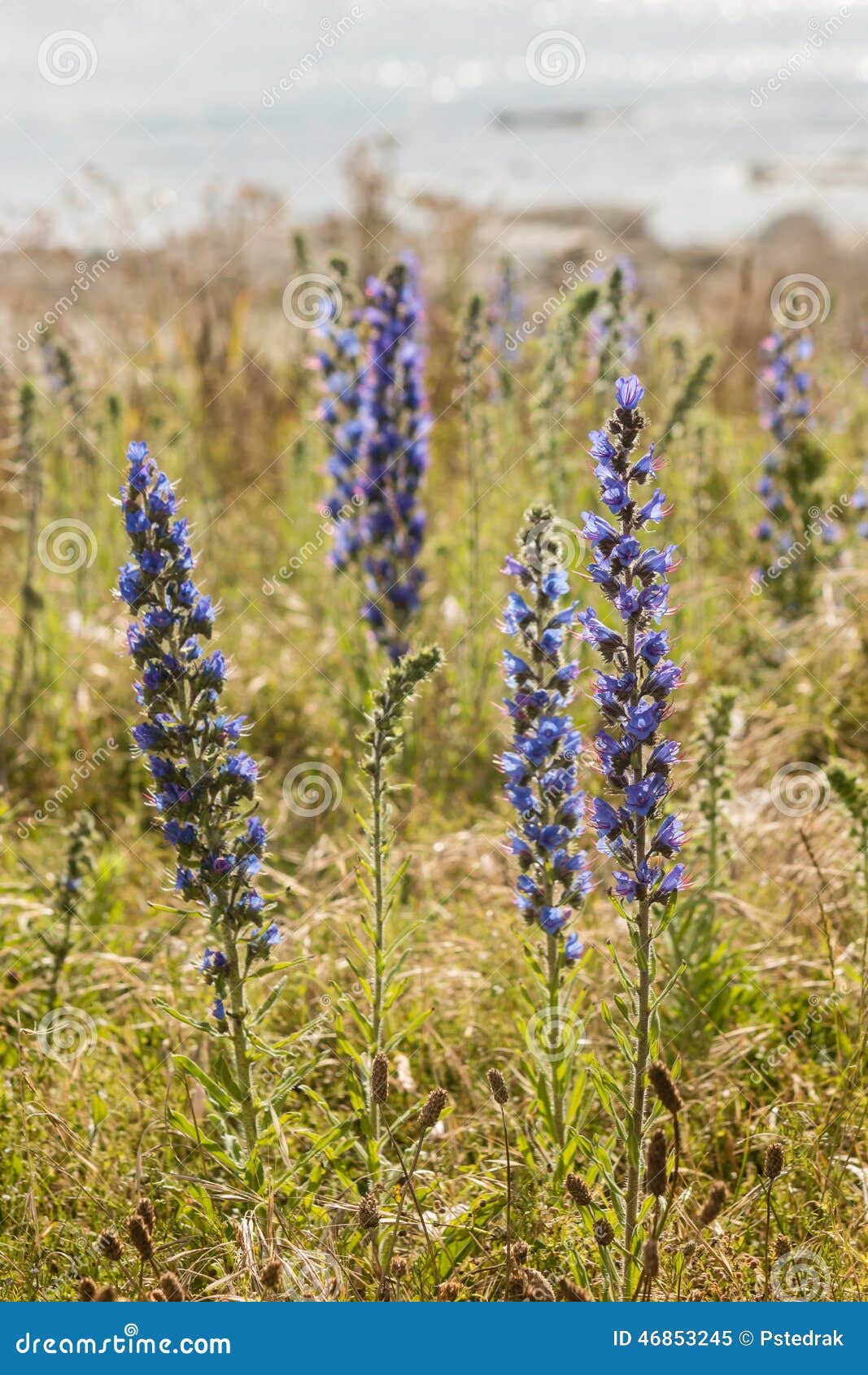 Detail of blueweed flowers stock image. Image of pasture - 46853245