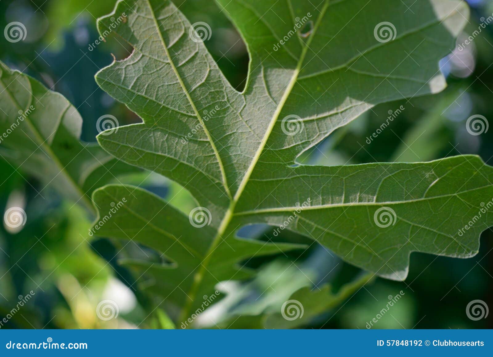 Detail of Bottom of Bur Oak (Quercus Macrocarpa) Leaf Stock Photo ...