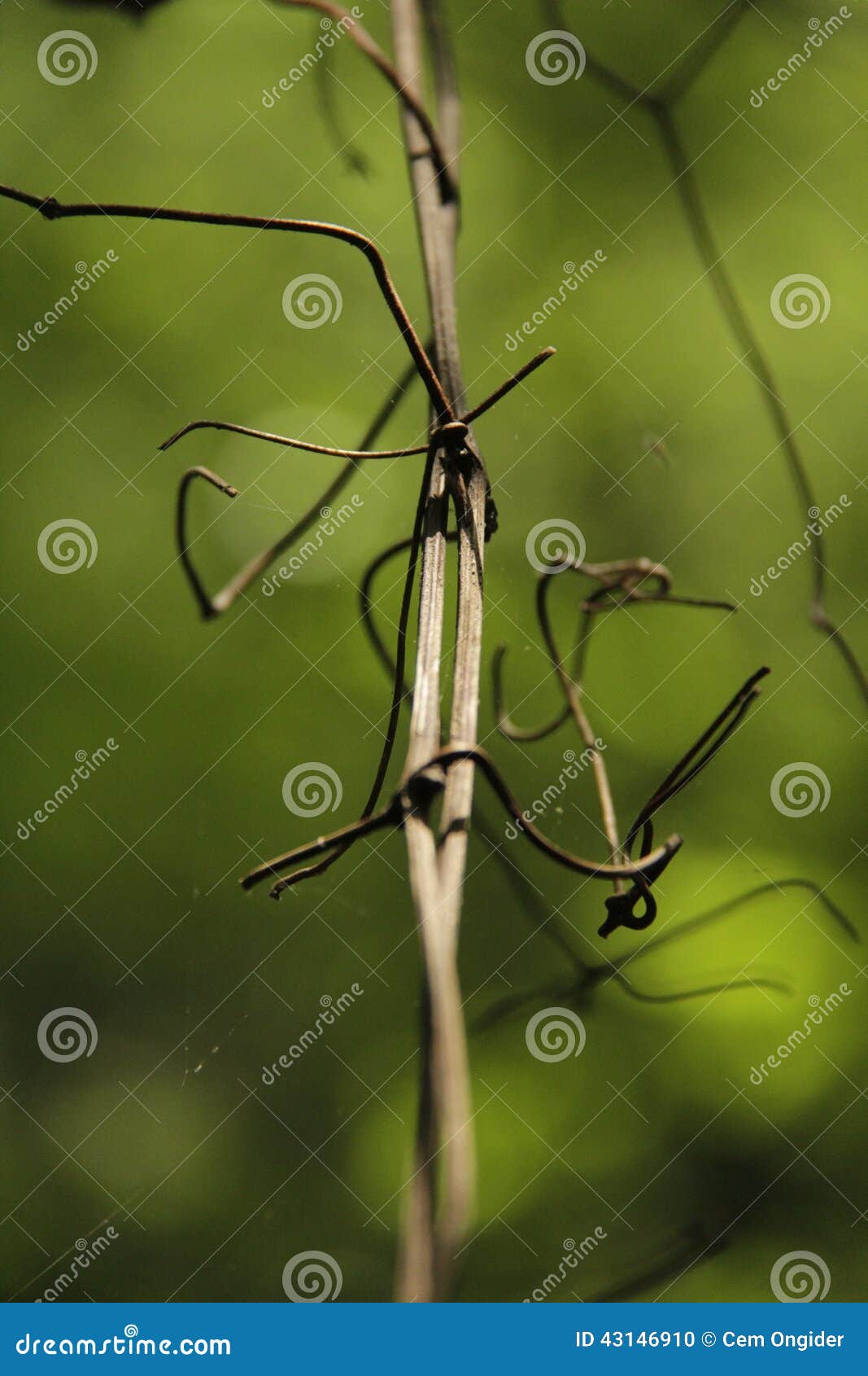 Detail of the bough stock photo. Image of creek, deep - 43146910