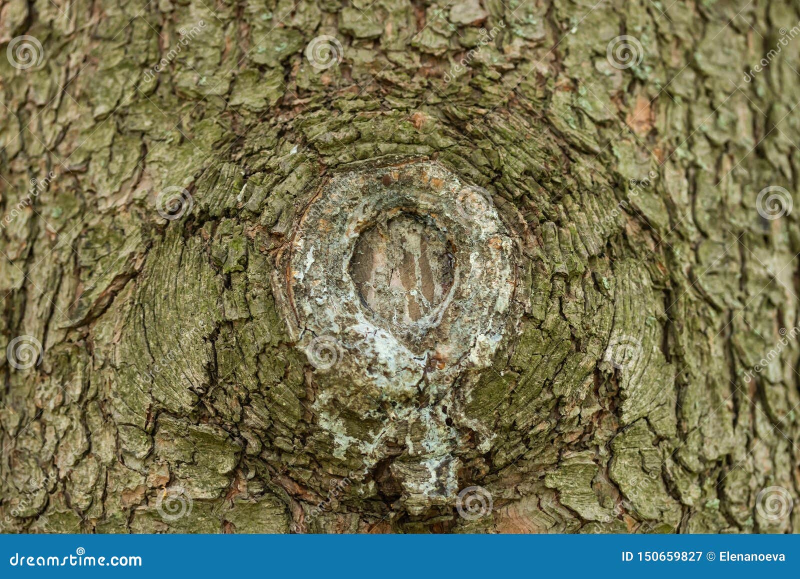 Detail of a Branch Cut Off on a Tree Trunk Stock Image - Image of ...