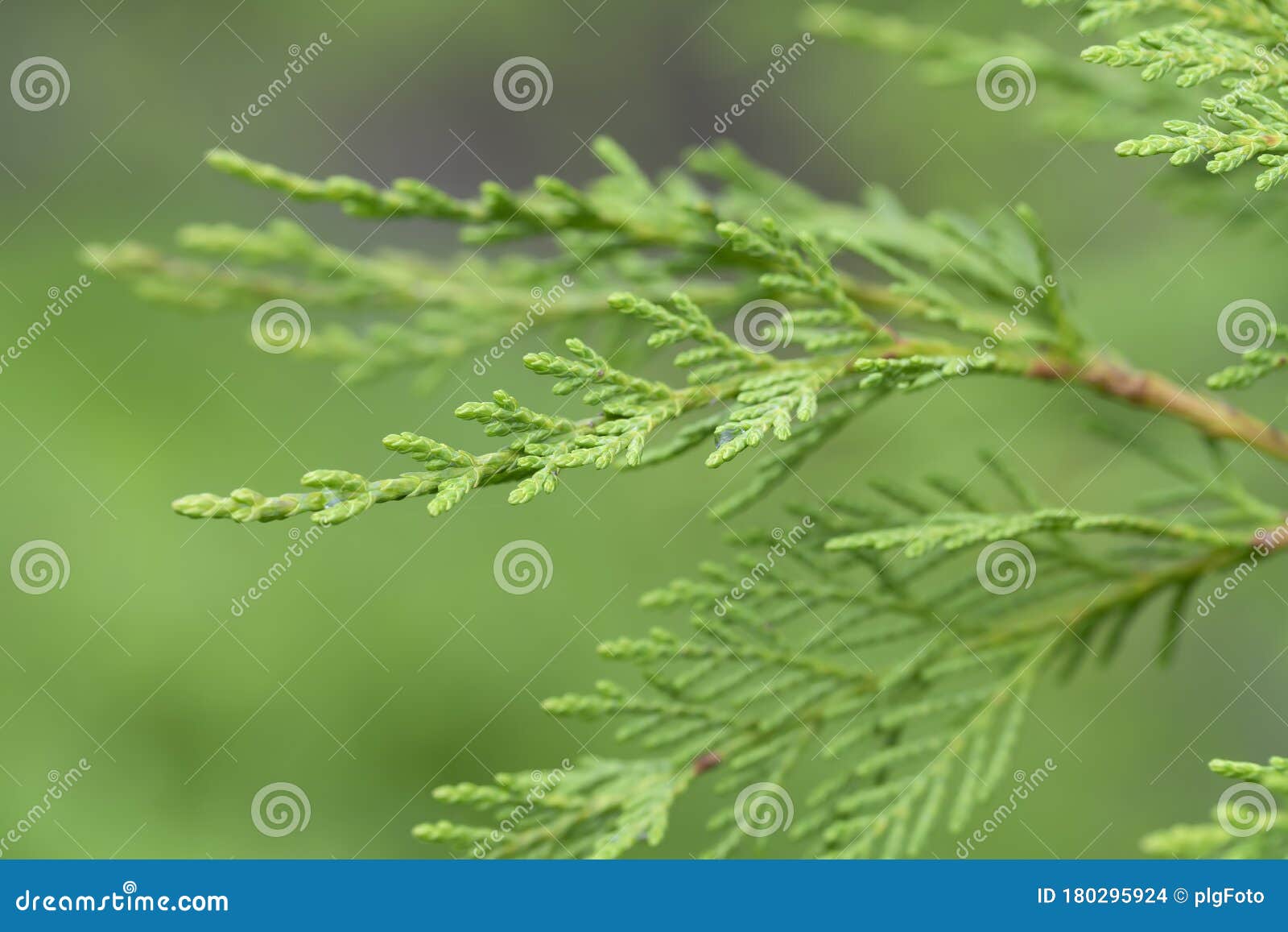 Detail of the Branch of a Cypress Stock Photo - Image of macro, flora ...