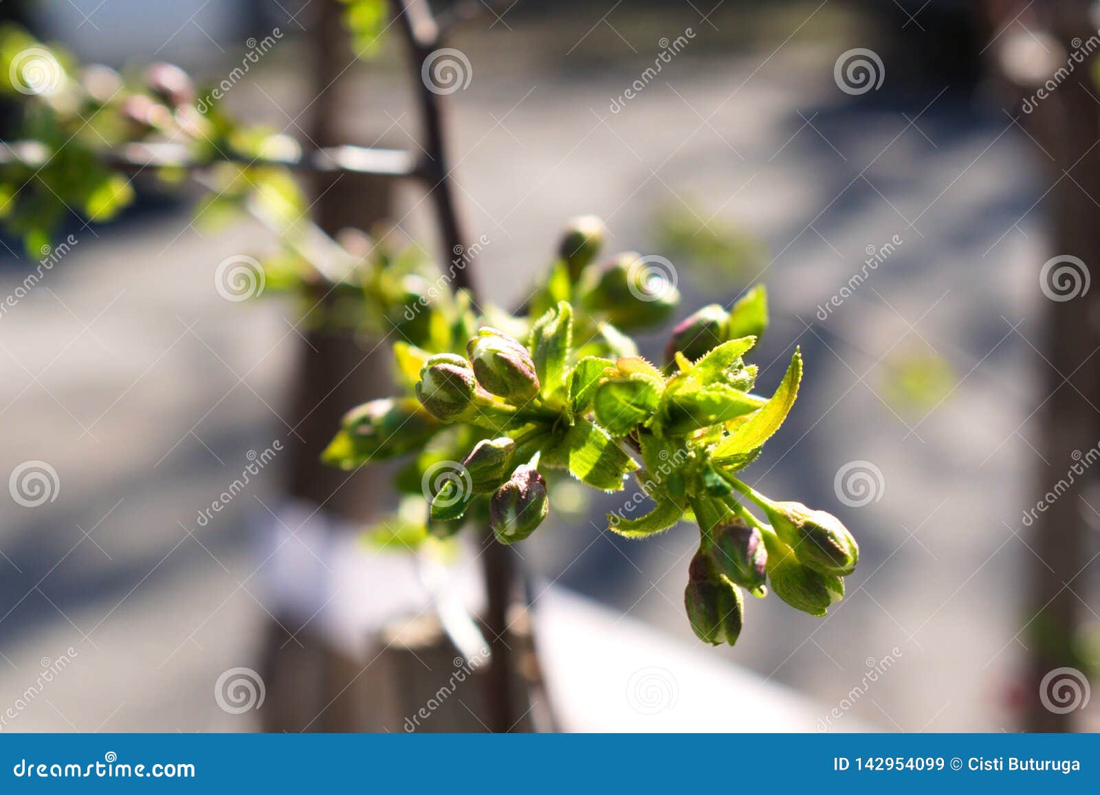Detail branch sprouted stock image. Image of garden - 142954099