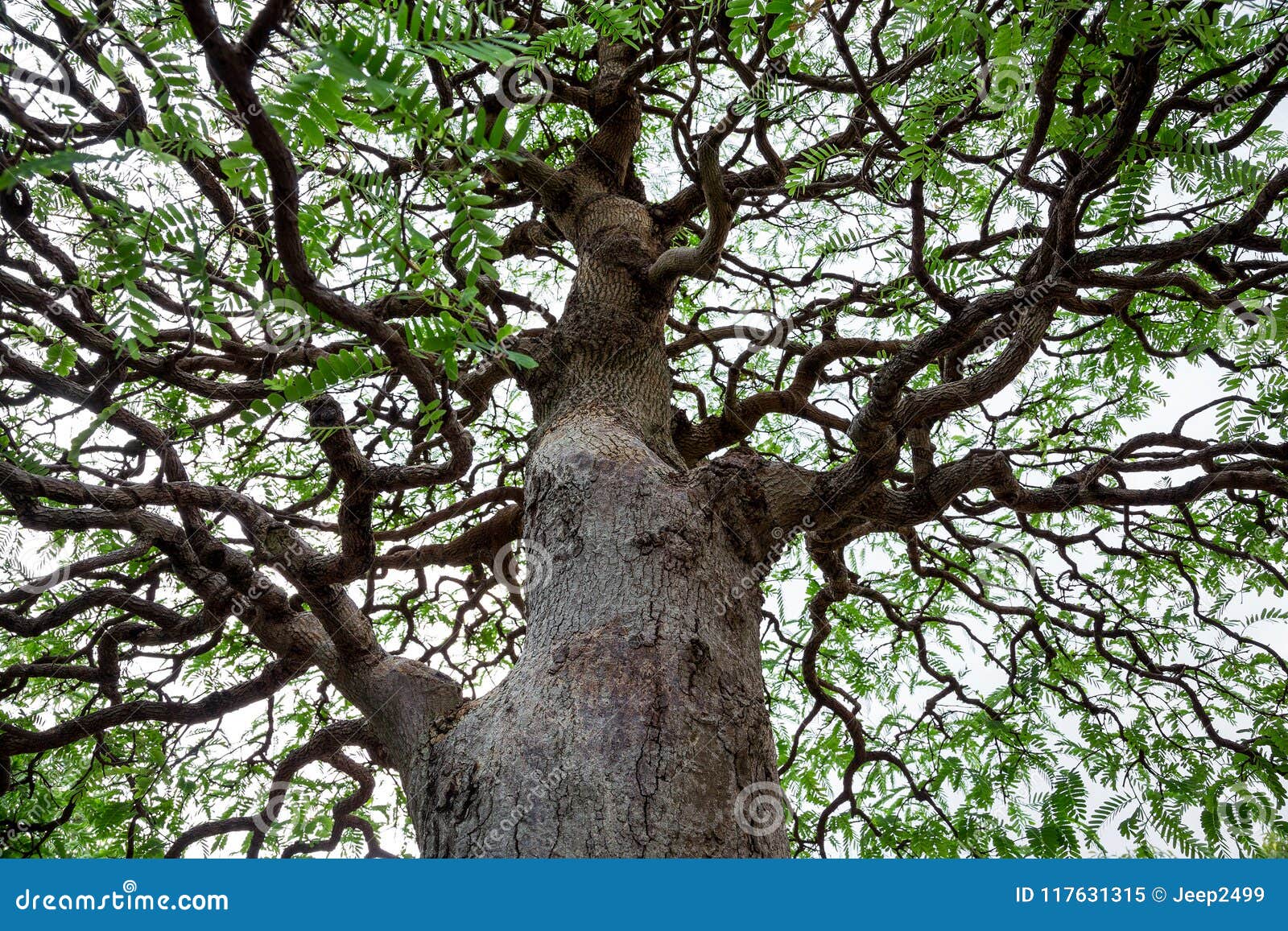 Detail of a Branch of a Tree. Stock Image - Image of tree, tall: 117631315