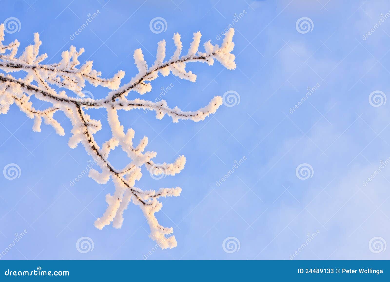 Detail of a Branch in Winter Stock Image - Image of snowfall, white ...