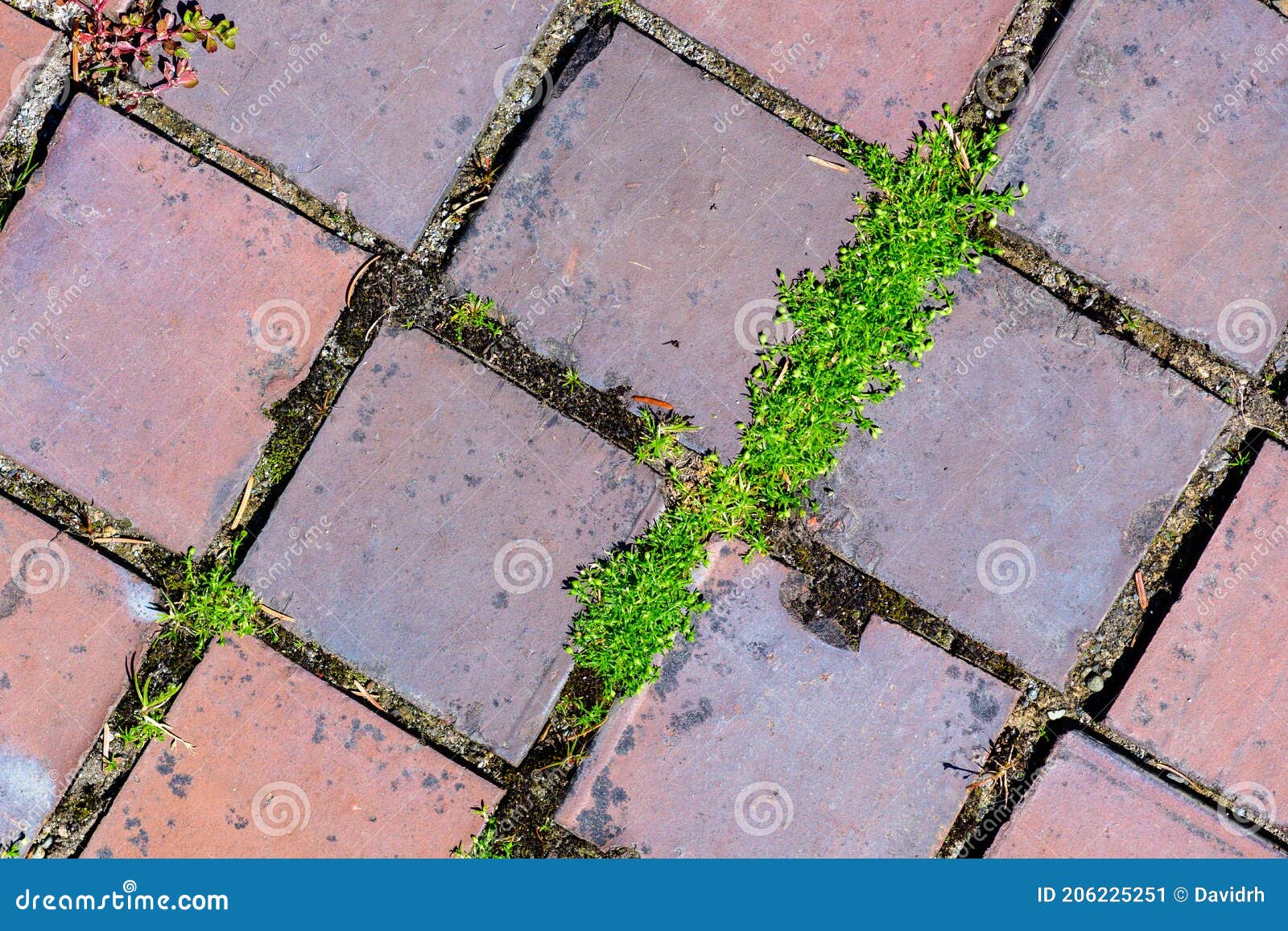 Detail of Brick Sidewalk with Grass Growing in the Seams Stock Image ...