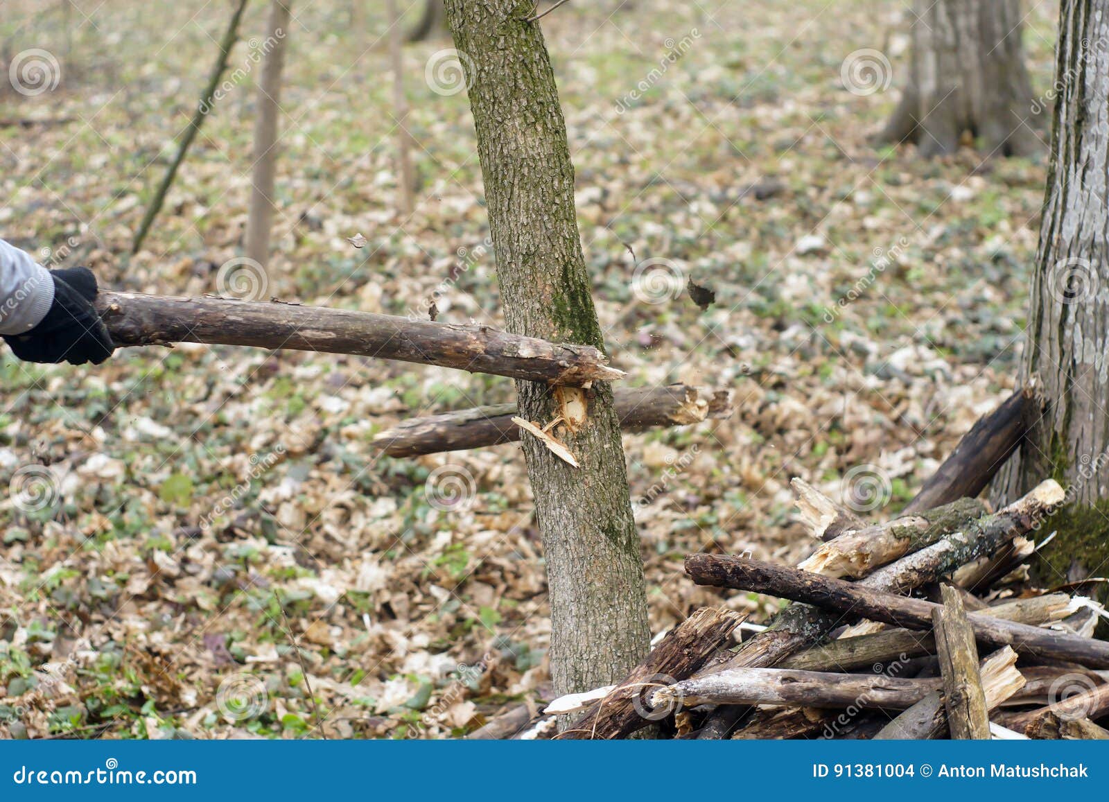 Detail of Broken Branch for Storm Destruction a Stock Photo - Image of ...