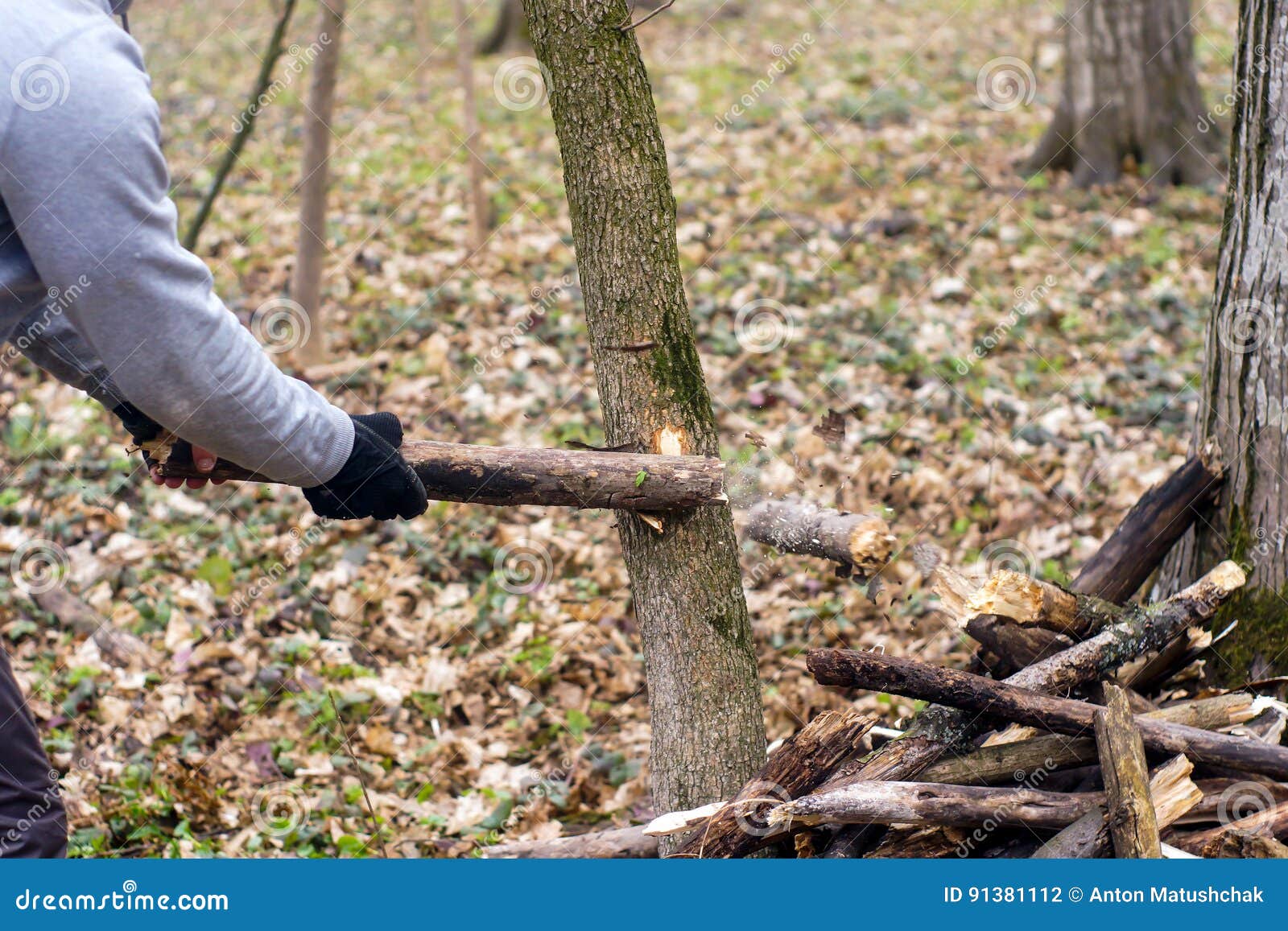 Detail of Broken Branch for Storm Destruction a Stock Photo - Image of ...