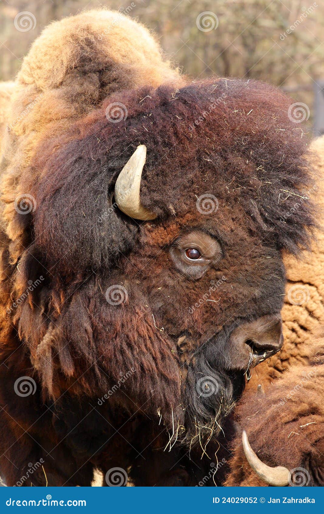 Detail of a buffalo stock photo. Image of looking, native - 24029052