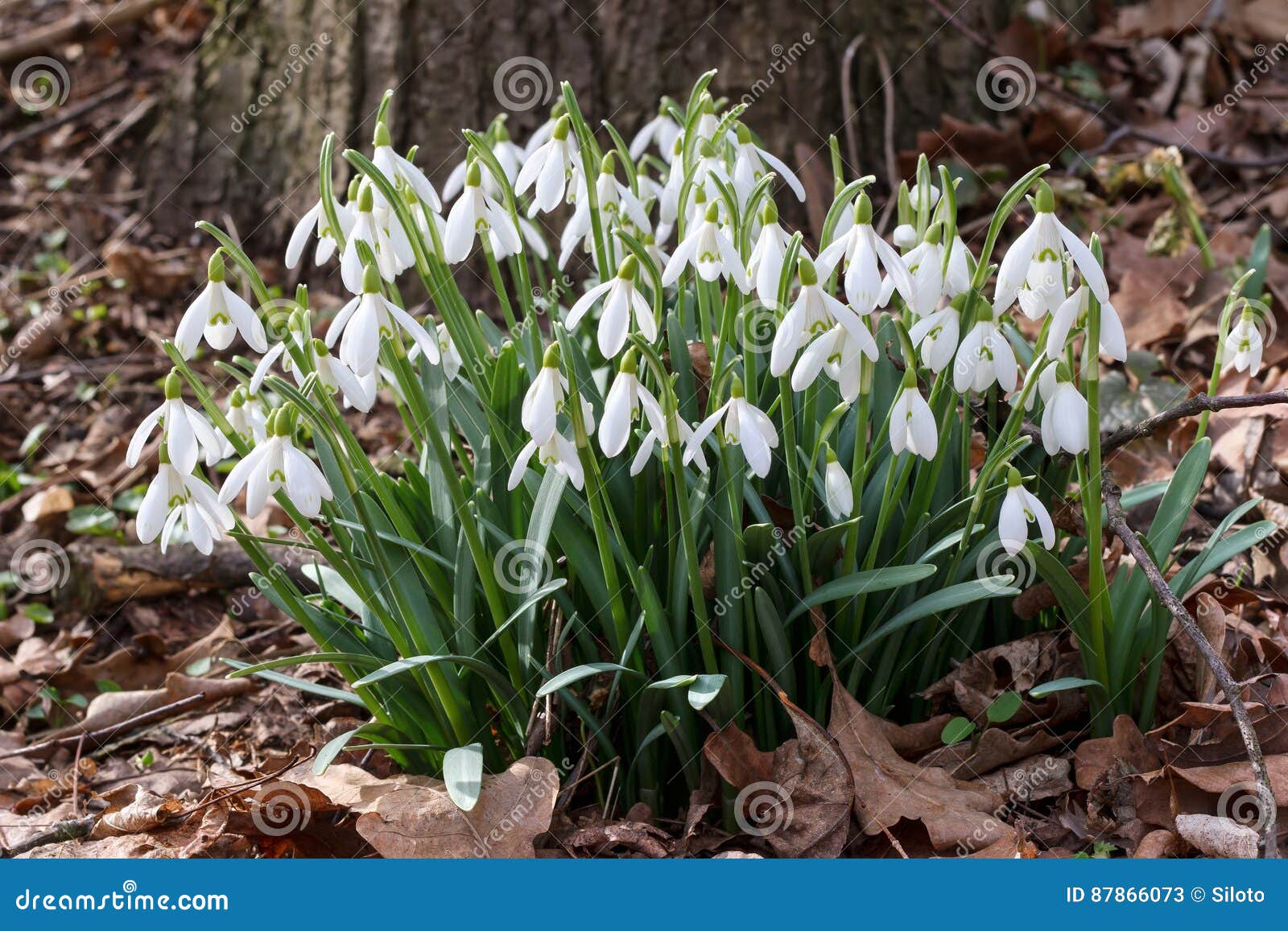 Detail of the Bunch of Snowdrops Stock Image - Image of spring ...