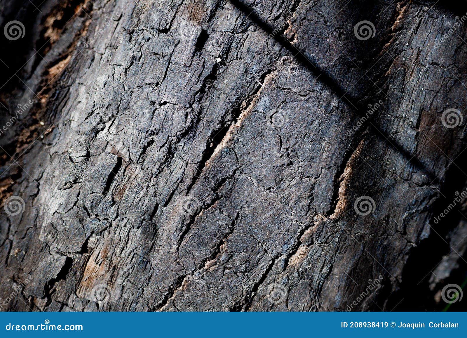 Detail of the Burnt Bark of a Tree Black Charred by Fire Stock Image ...