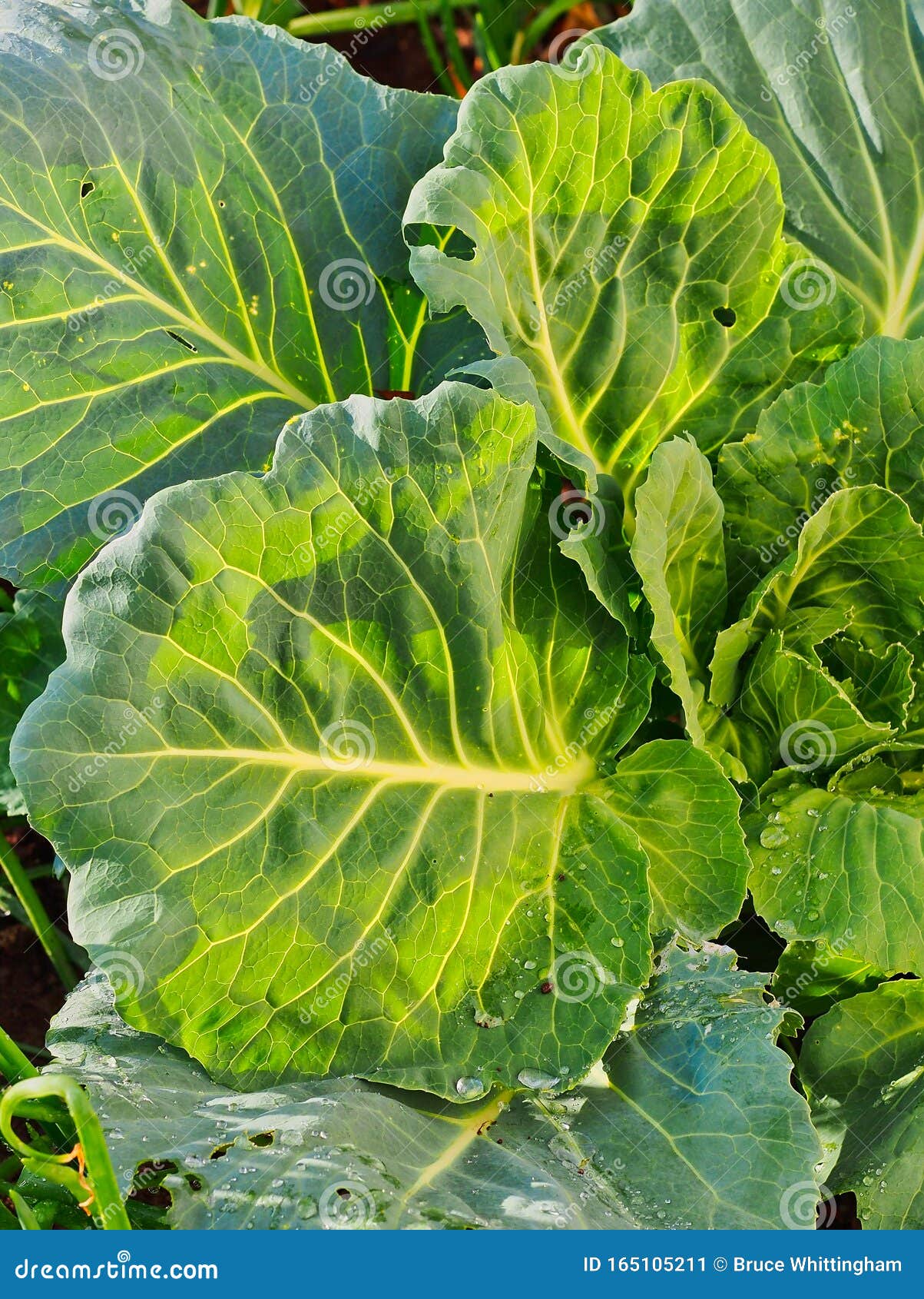 Detail of Cabbage Leaves in Home Garden Stock Image - Image of ...