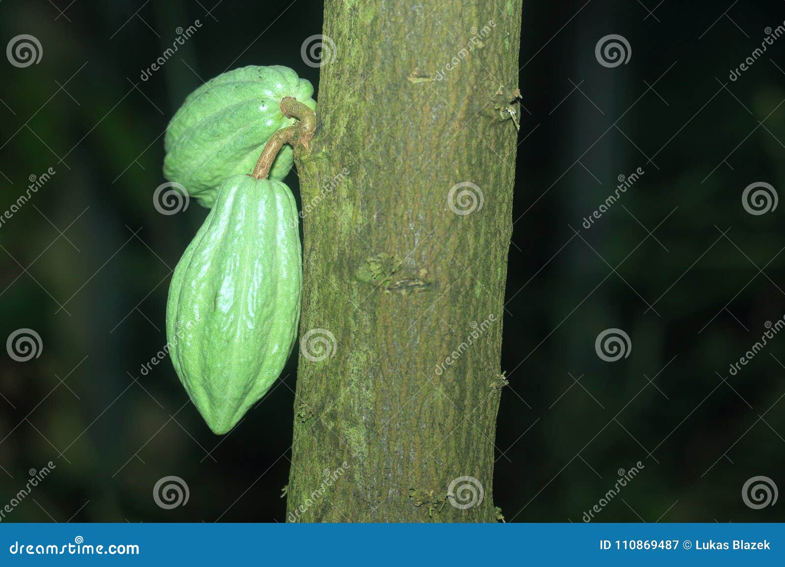 Cacao Tree With Leaves, Theobroma Cacao Malvaceae From South America ...