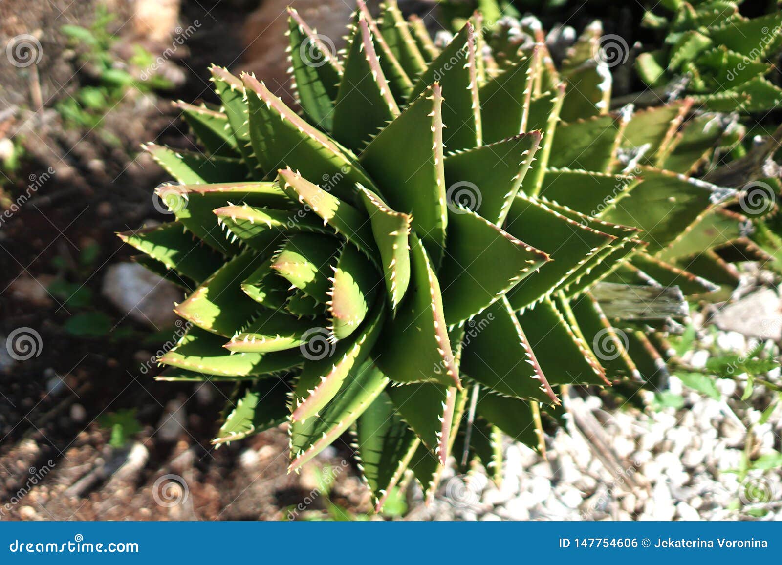Detail of a Cactus in Full Sun Stock Photo - Image of garden, small ...