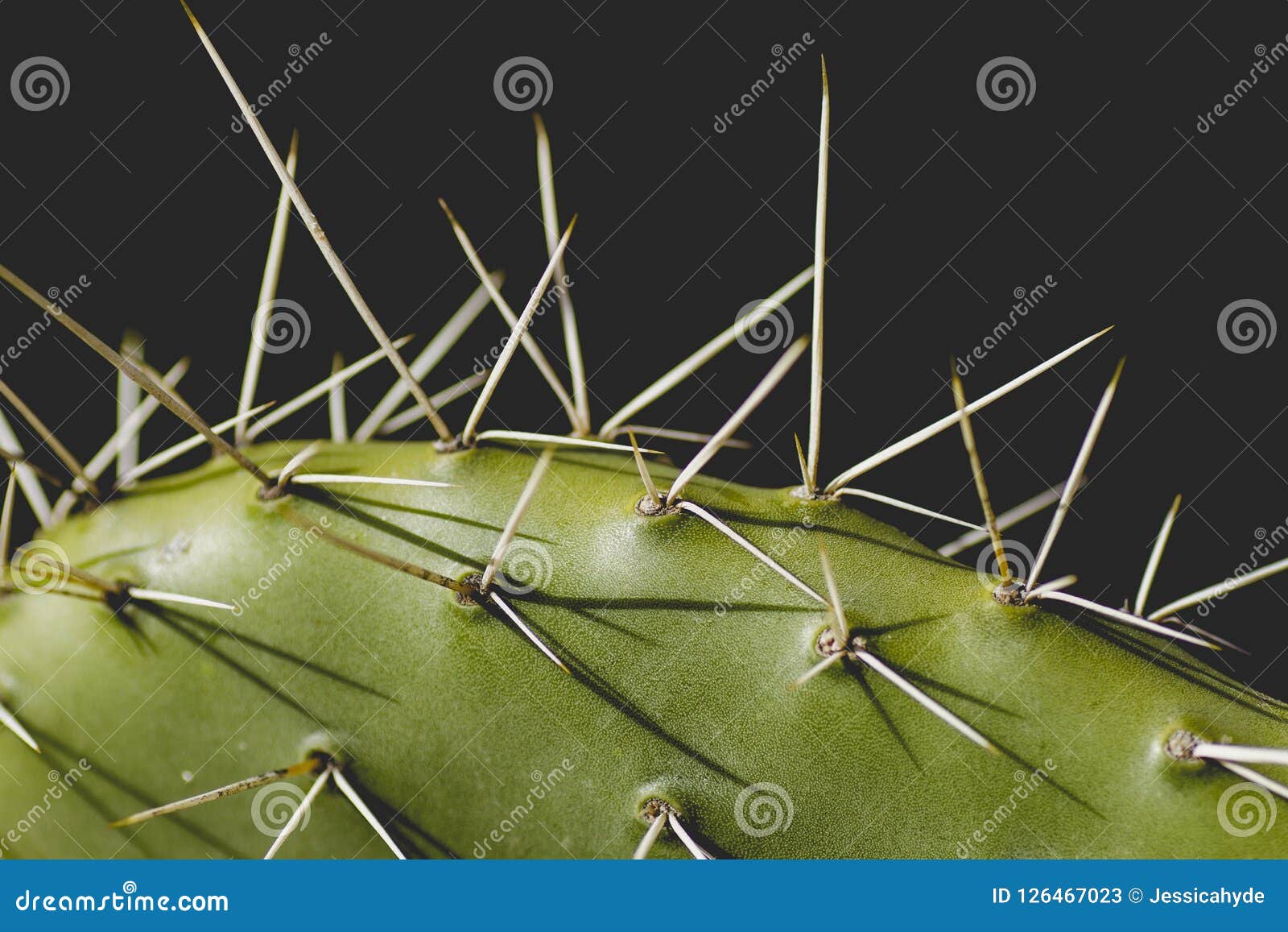 Detail of Cactus Plant with Long and Sharp Spines Stock Image - Image ...