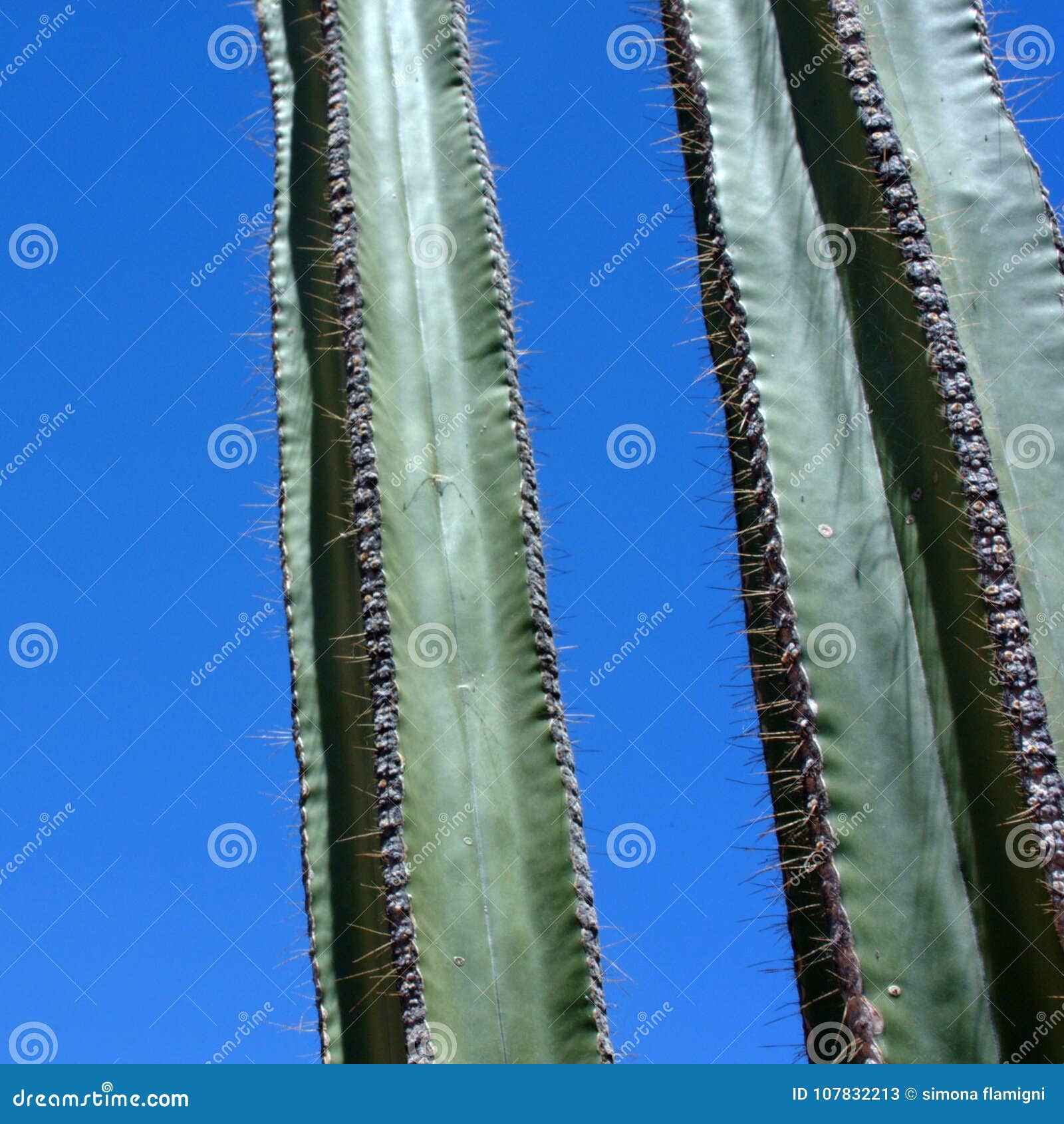 Detail of a cactus thorns stock image. Image of desert - 107832213