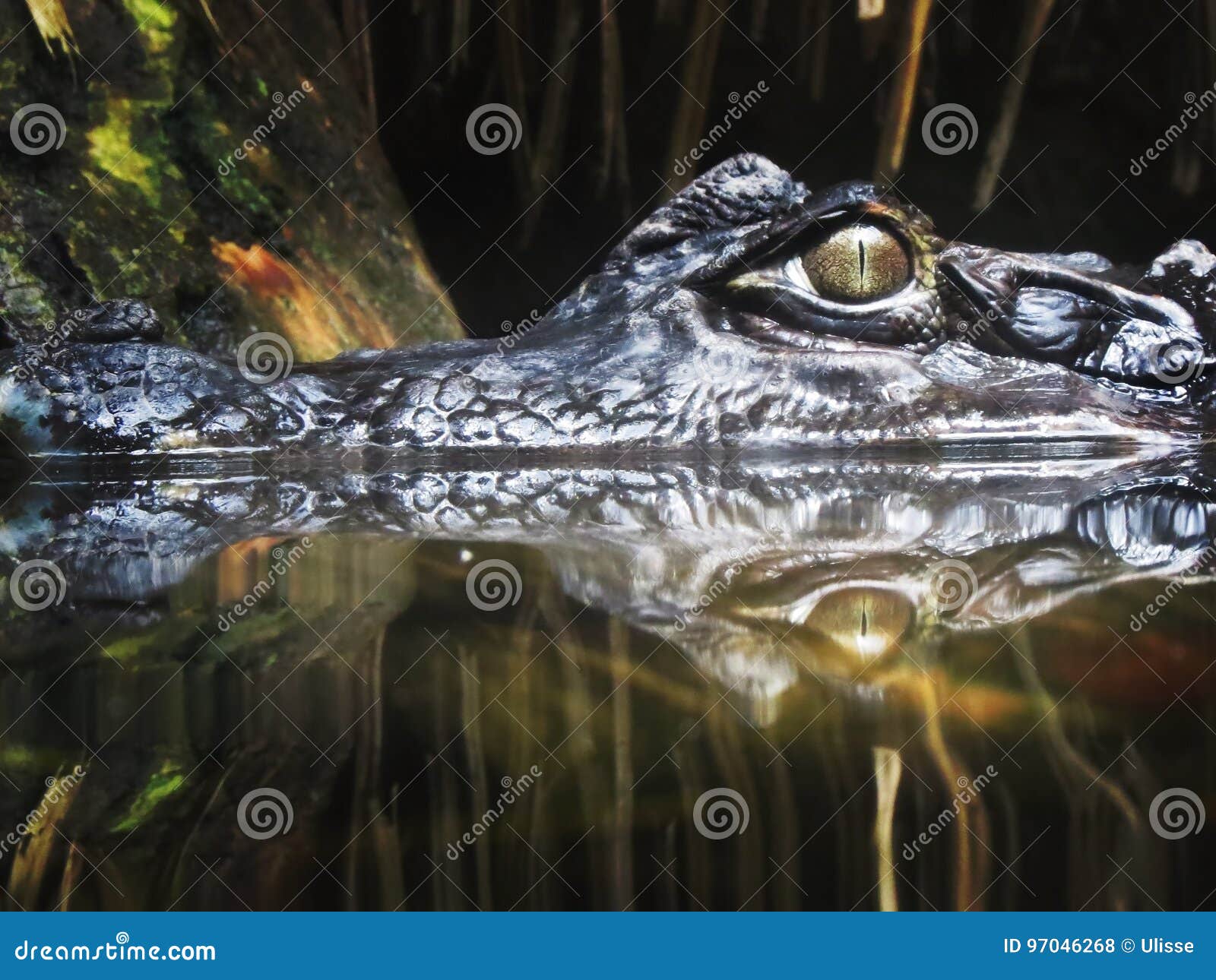 Caiman eyes stock photo. Image of alligator, crocodile - 97046268