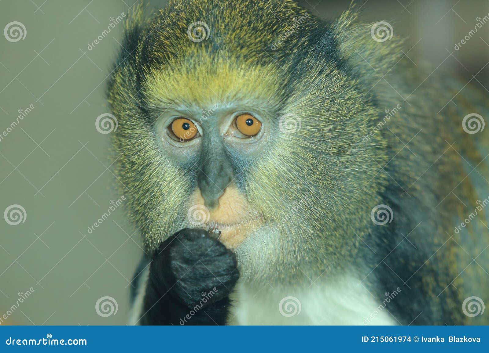 The Campbell`s Mona Monkey Cercopithecus Campbelli. Royalty-Free Stock ...
