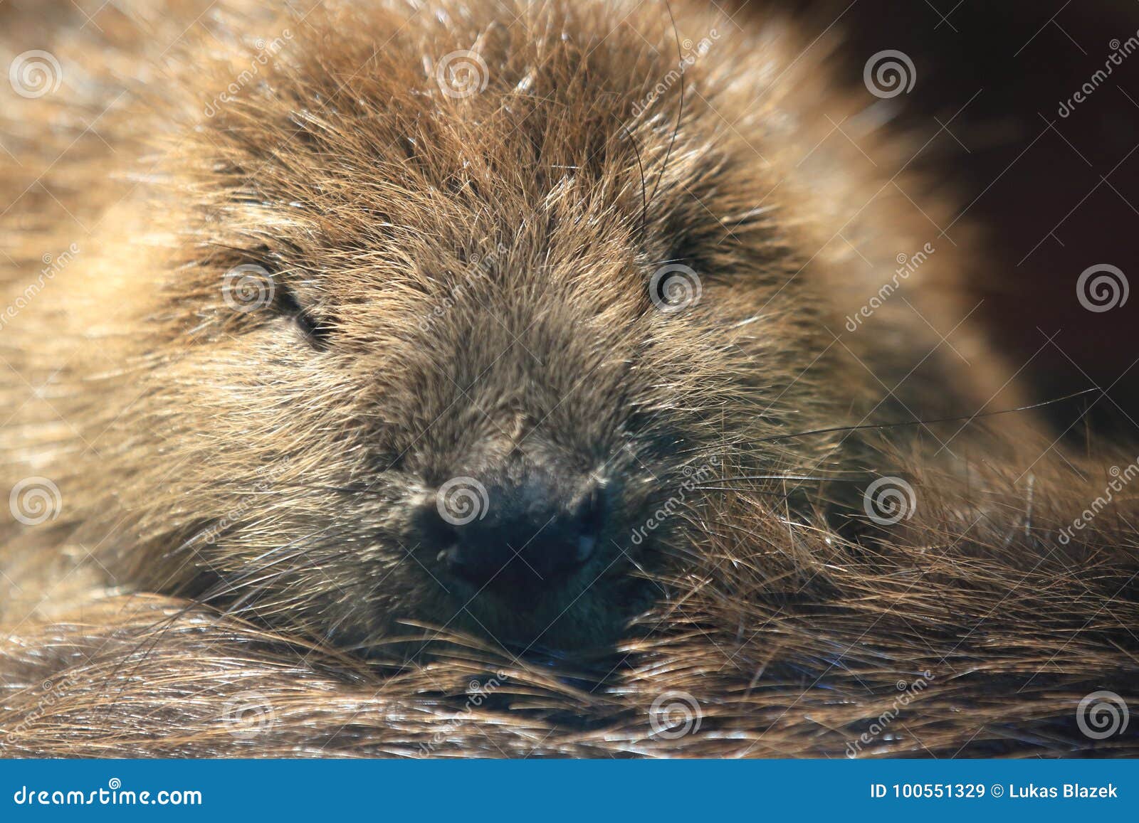Canadian Beaver Stock Images - 250 Photos