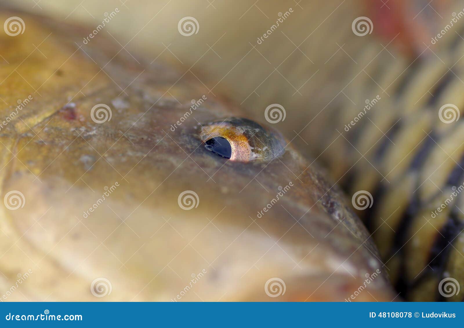 Detail carp eye stock photo. Image of skin, fish, fresh - 48108078
