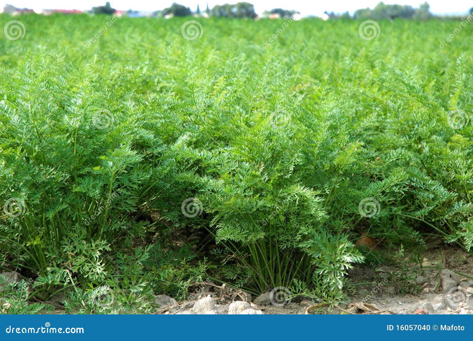 Detail of carrot patch stock photo. Image of farm, field - 16057040