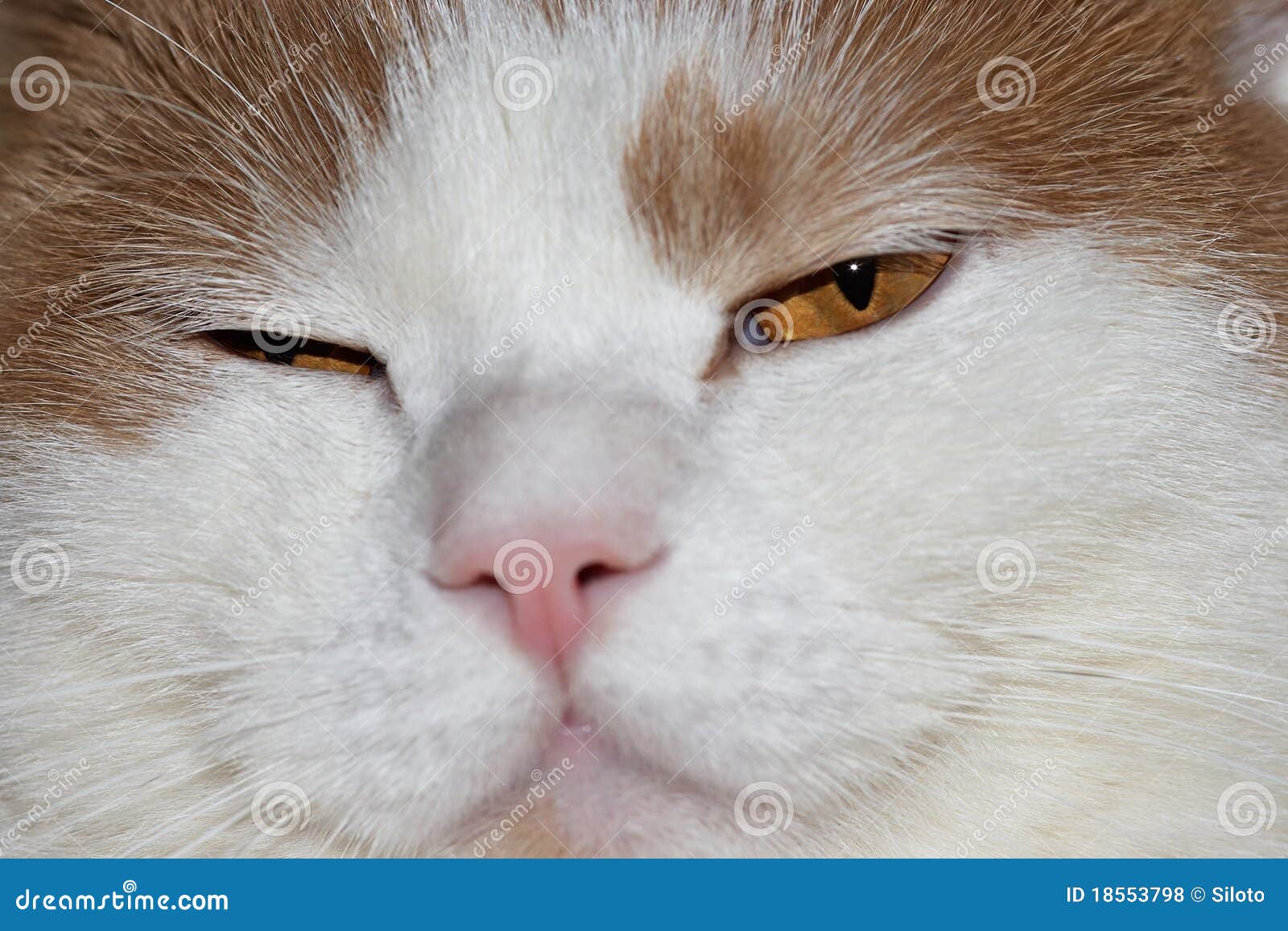 Detail of cat - bleary stock photo. Image of expression - 18553798