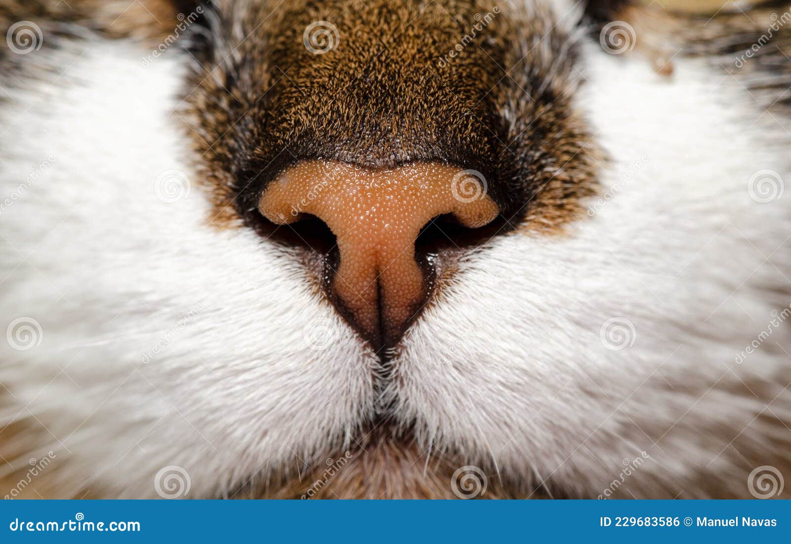 Detail of a cats nose stock photo. Image of orange, face - 229683586