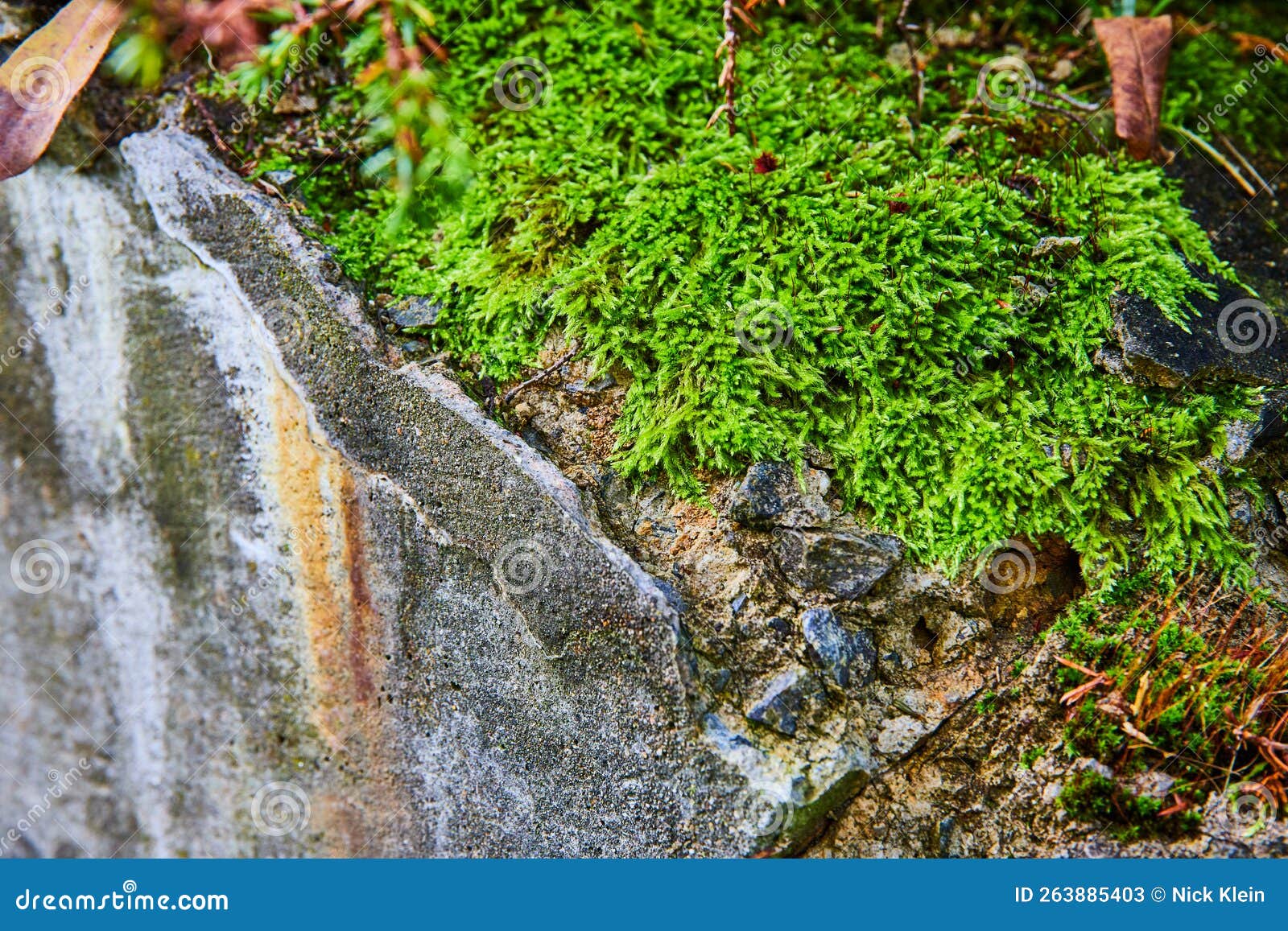 Detail of Cement Wall with Moss Clusters Growing on Top Angle Cracking ...