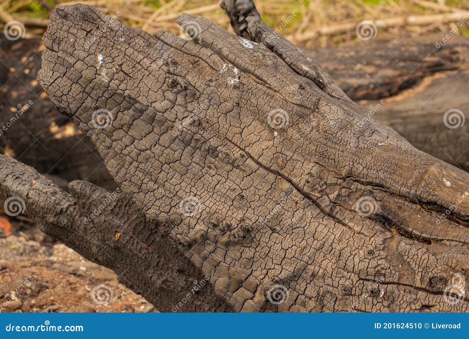 Detail of a Charred Broken Tree Trunk, Georgia. Stock Photo - Image of ...