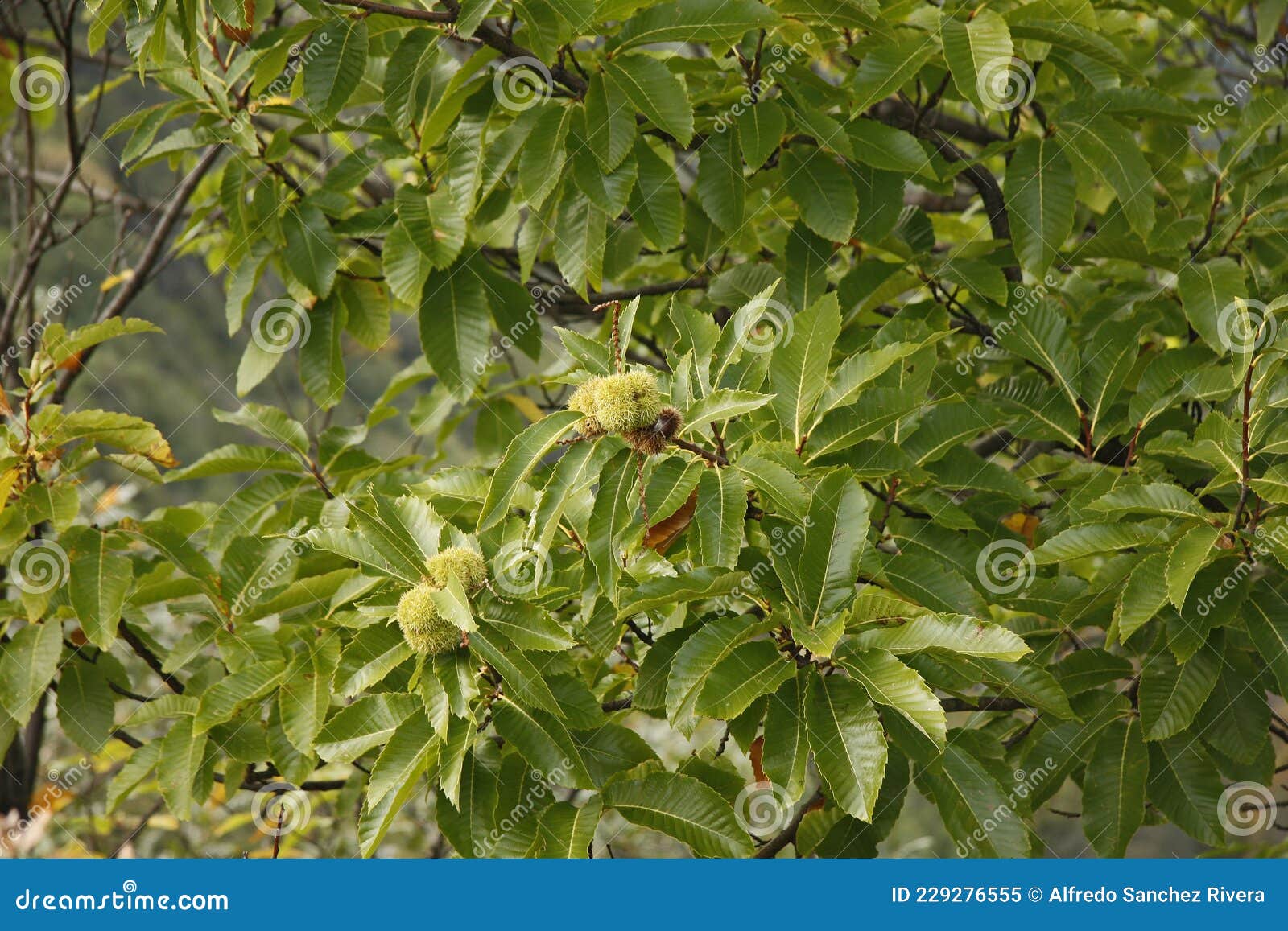 Detail of Chestnut Branches in Which You Can See the Typical Hedgehogs ...