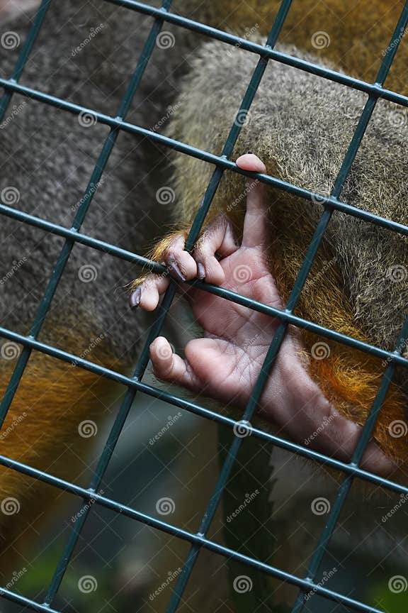 Detail of chimp hand stock photo. Image of captivation - 11294182