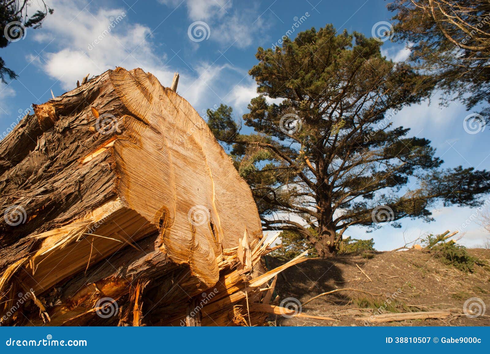 Detail of Chopped Tree Trunk in the Forest. Stock Image - Image of disk ...