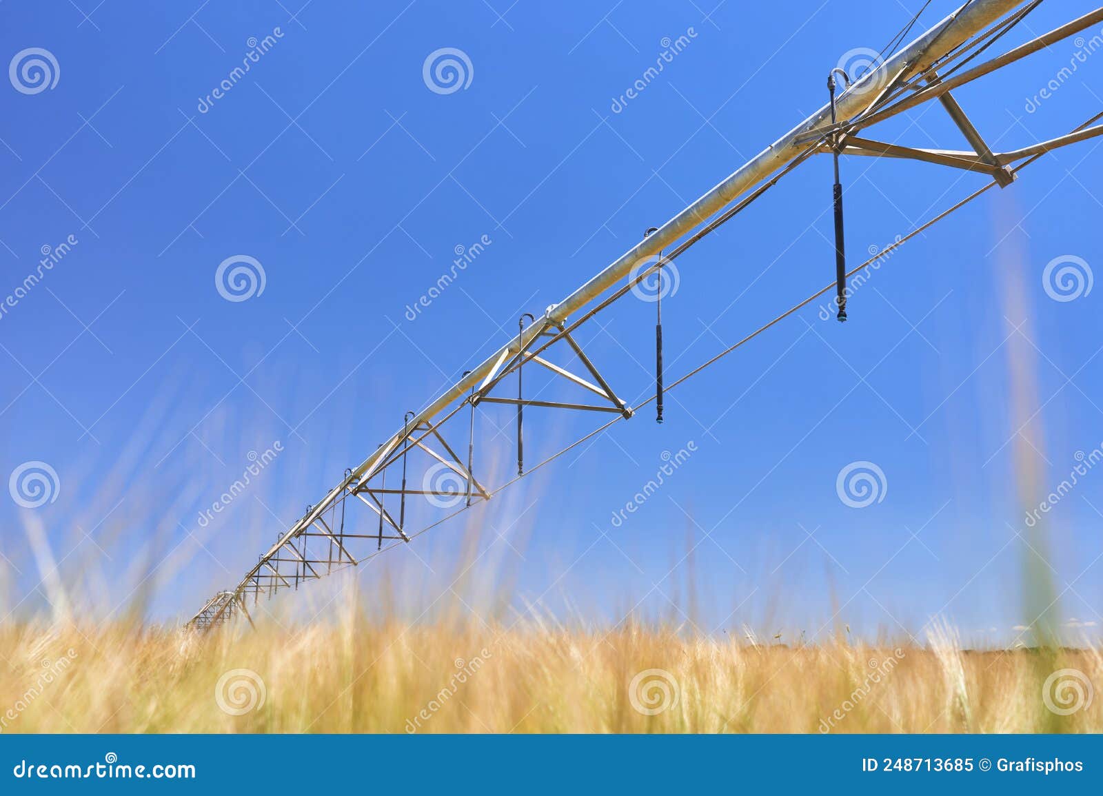 Circular Pivot Irrigation System in a Cereal Field before Mowing Stock ...