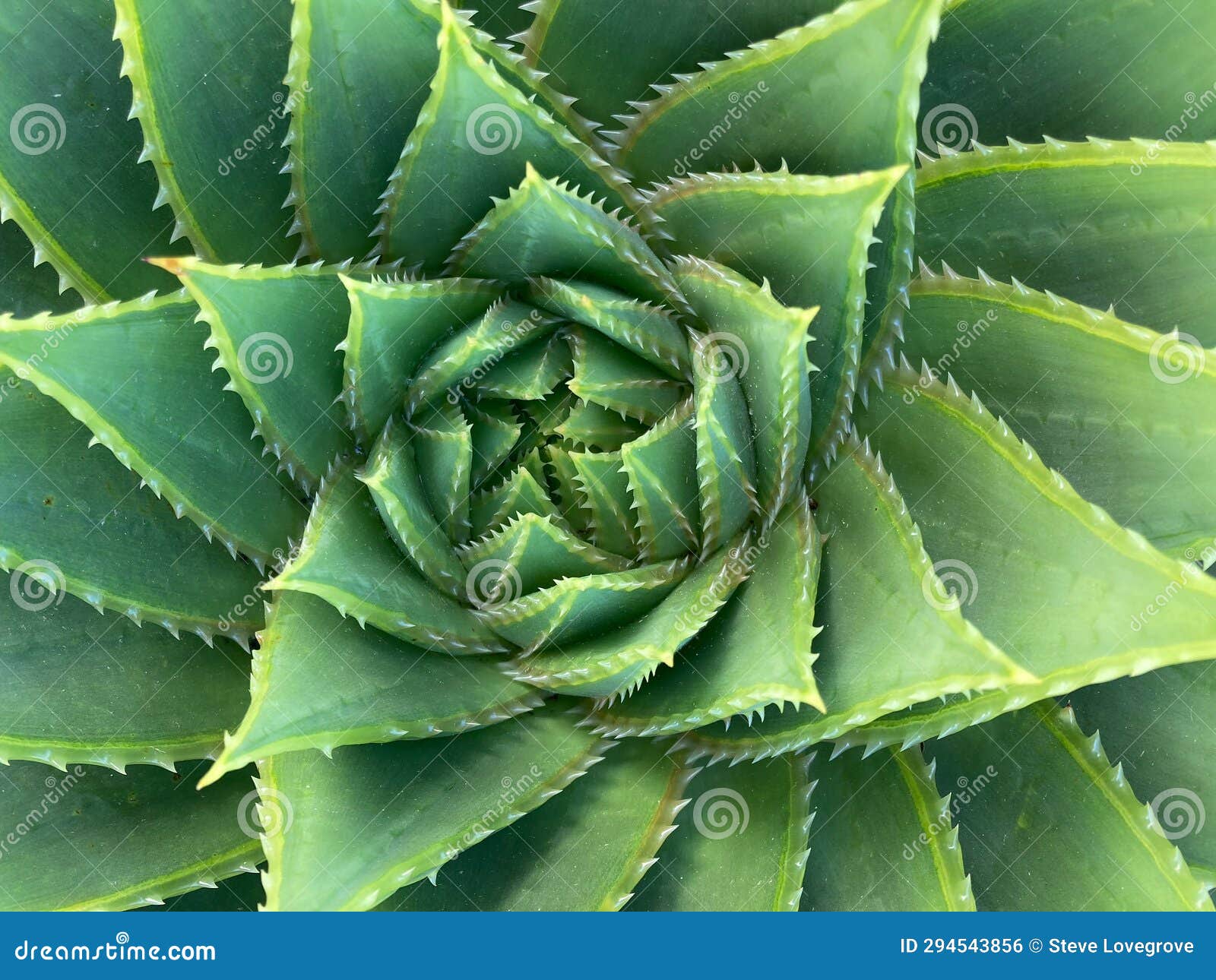 Detail Close Up of the Spiral Patterns of the Spiral Aloe Stock Photo ...