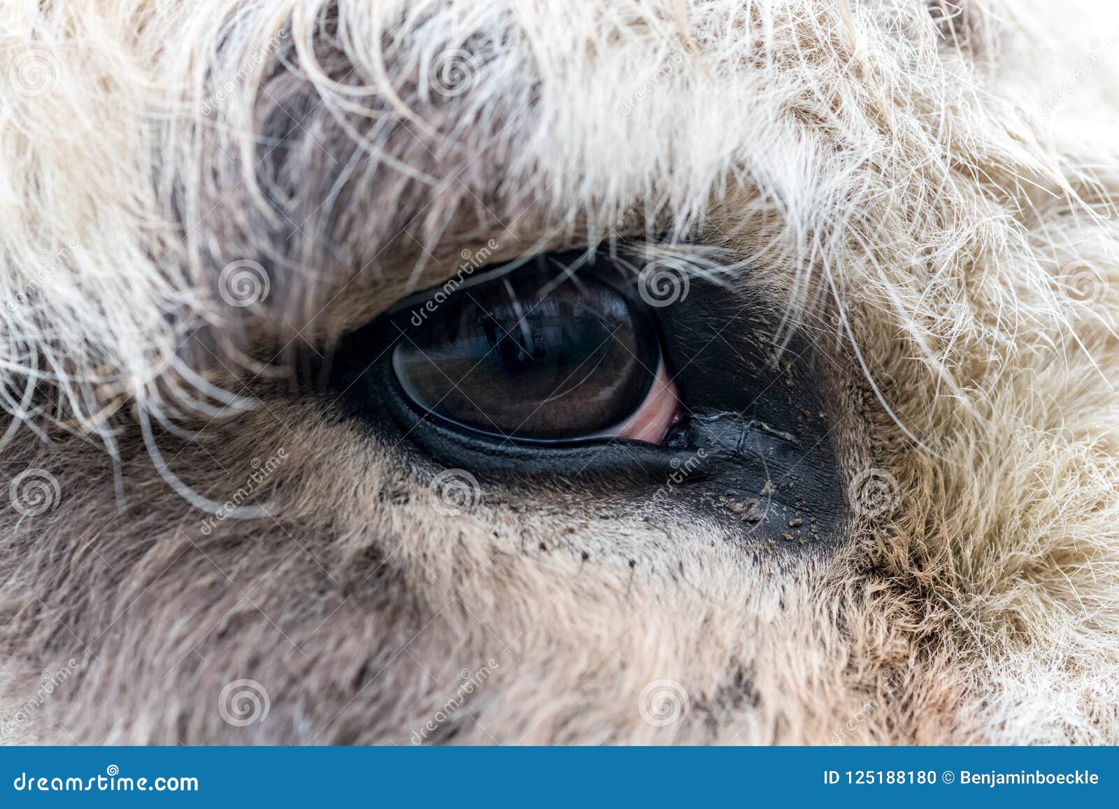 Detail / Closeup of the Eye of a Donkey Stock Photo - Image of face ...