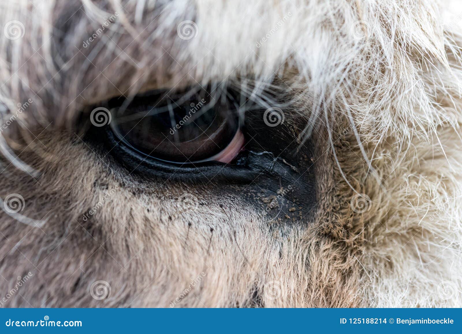 Detail / Closeup of the Eye of a Donkey Stock Photo - Image of eyebrow ...