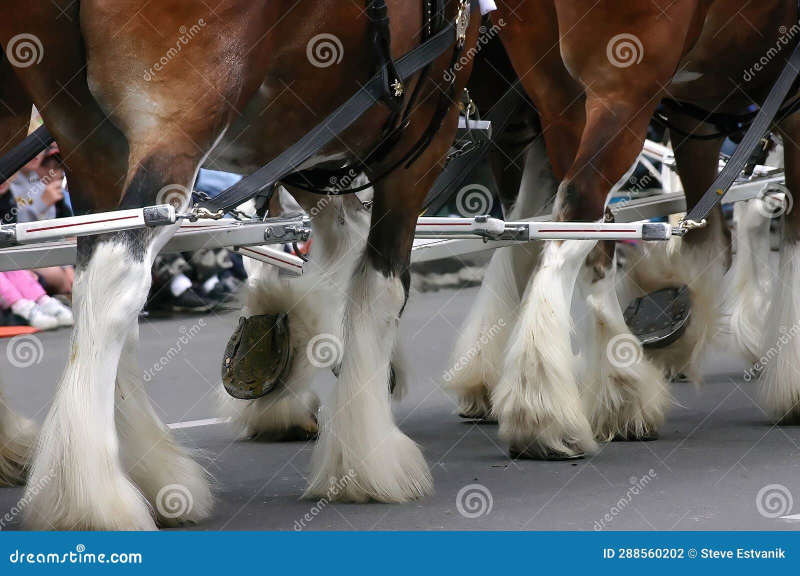 Detail, Clydesdale Horses Pulling Wagon Editorial Photography - Image ...