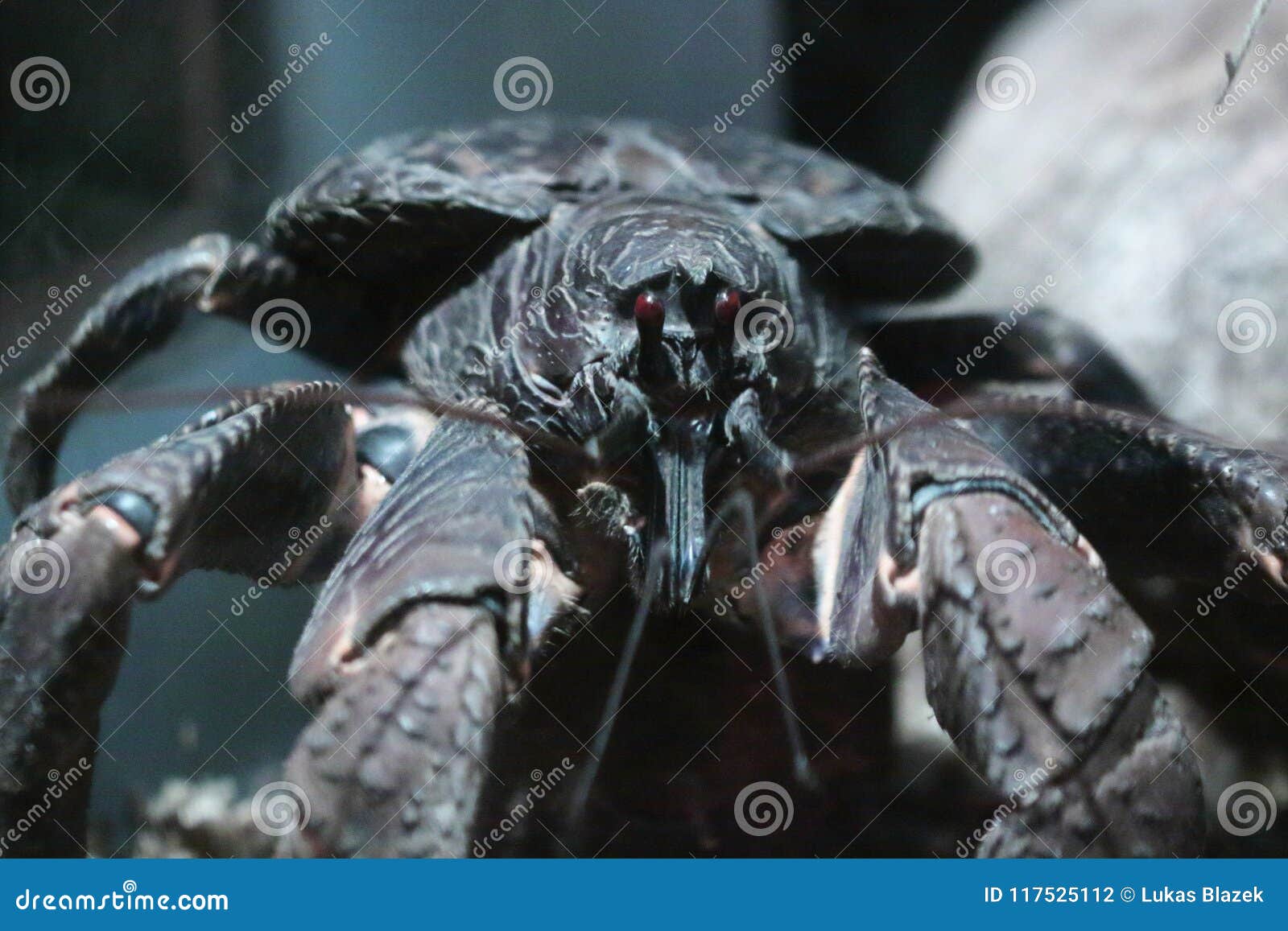 Coconut crab stock photo. Image of hermit, crab, adult - 117525112