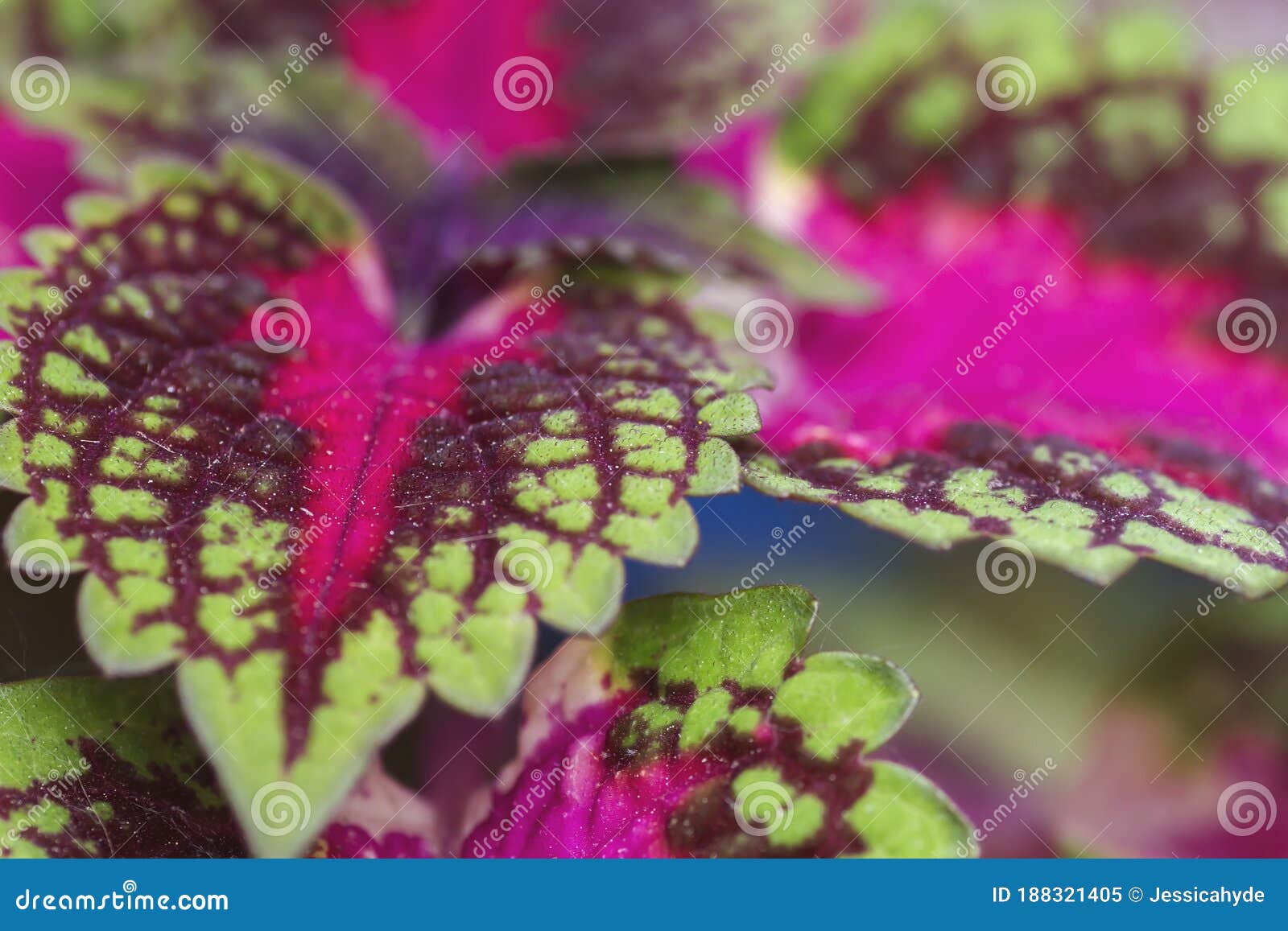 Detail of Coleus Variegated Leaves Stock Image - Image of botanical ...