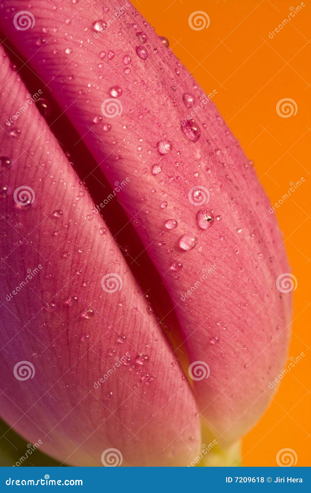 Detail of color bloom stock photo. Image of beauty, background - 7209618