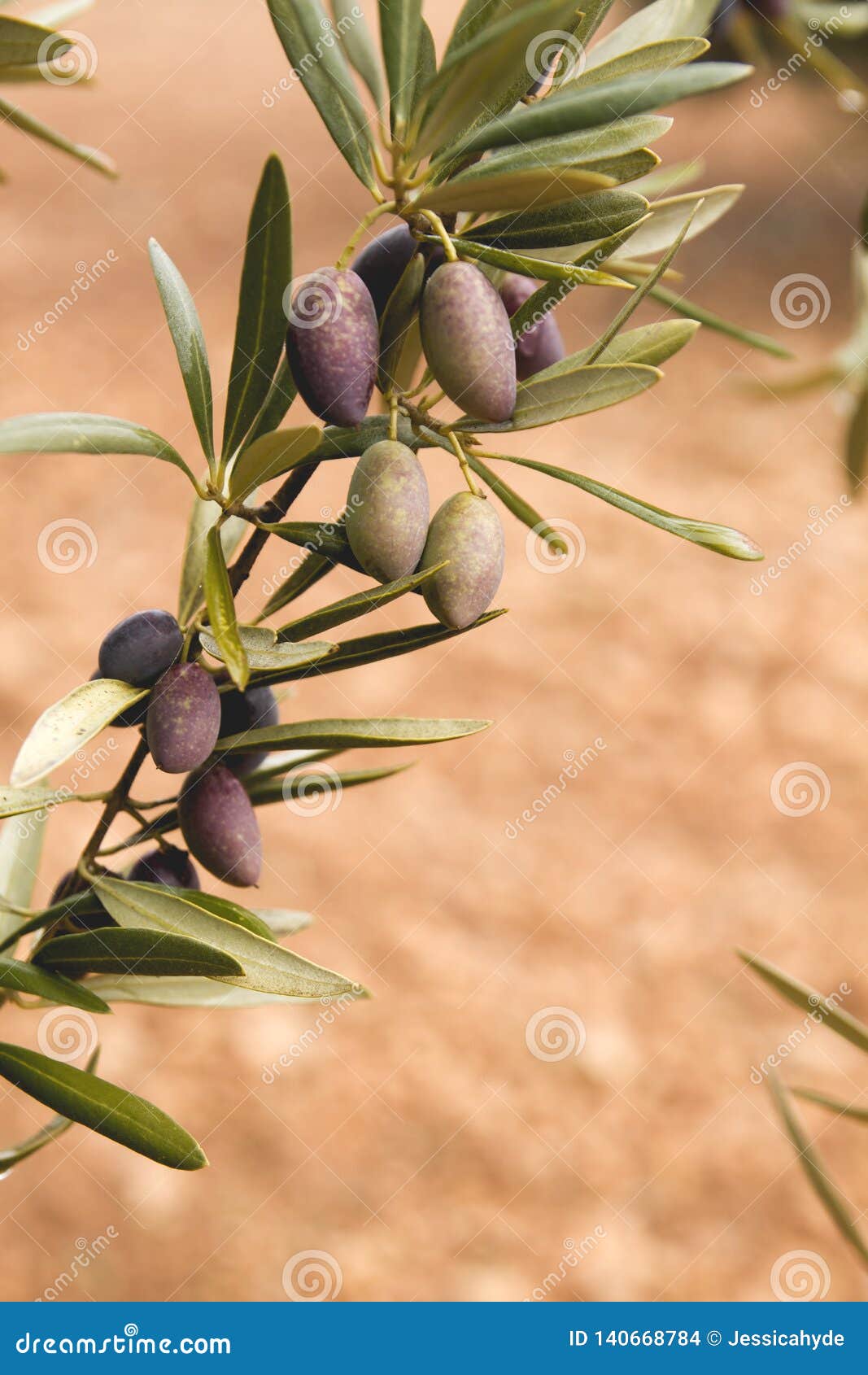 Detail of colorful olives stock photo. Image of lush - 140668784