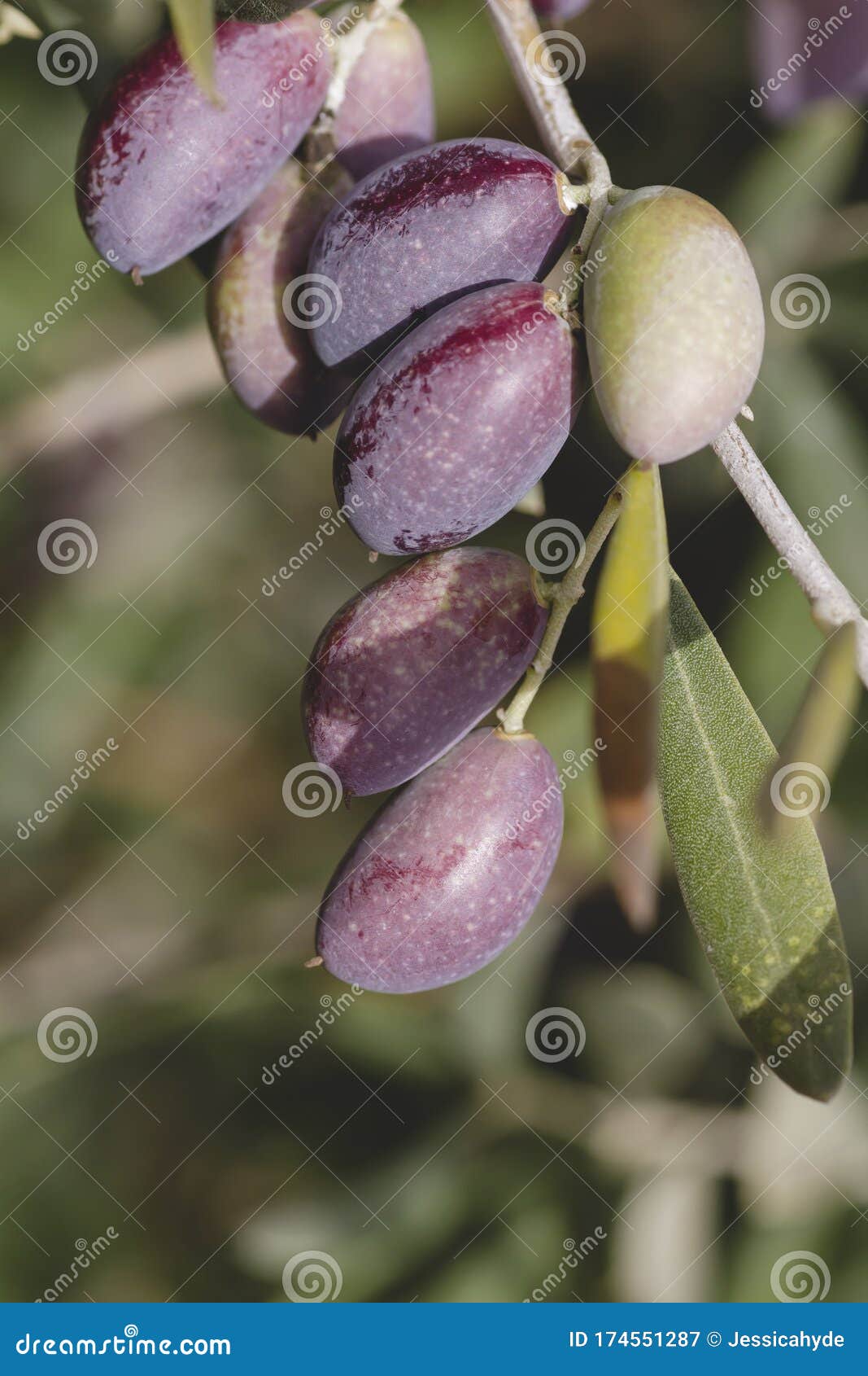 Detail of Colorful Picual Olives in the Tree Stock Image - Image of ...