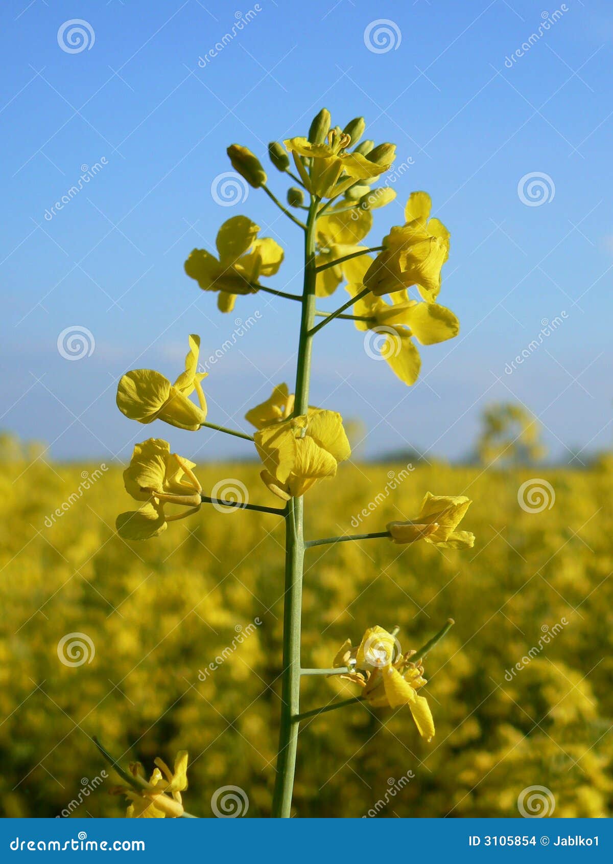 Detail of colza stock photo. Image of detail, herbal, nutrition - 3105854