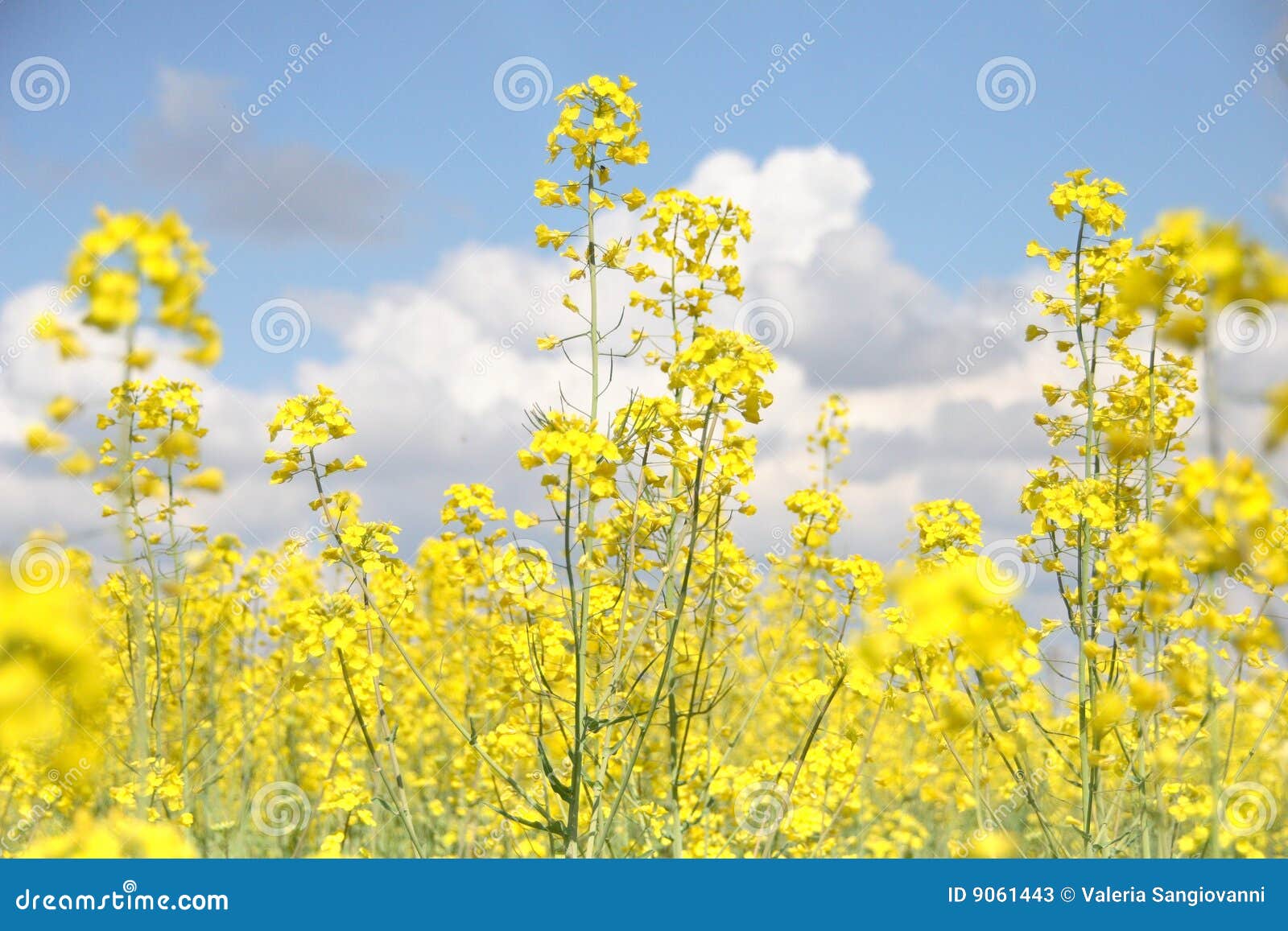 Detail of colza stock image. Image of bright, landscape - 9061443